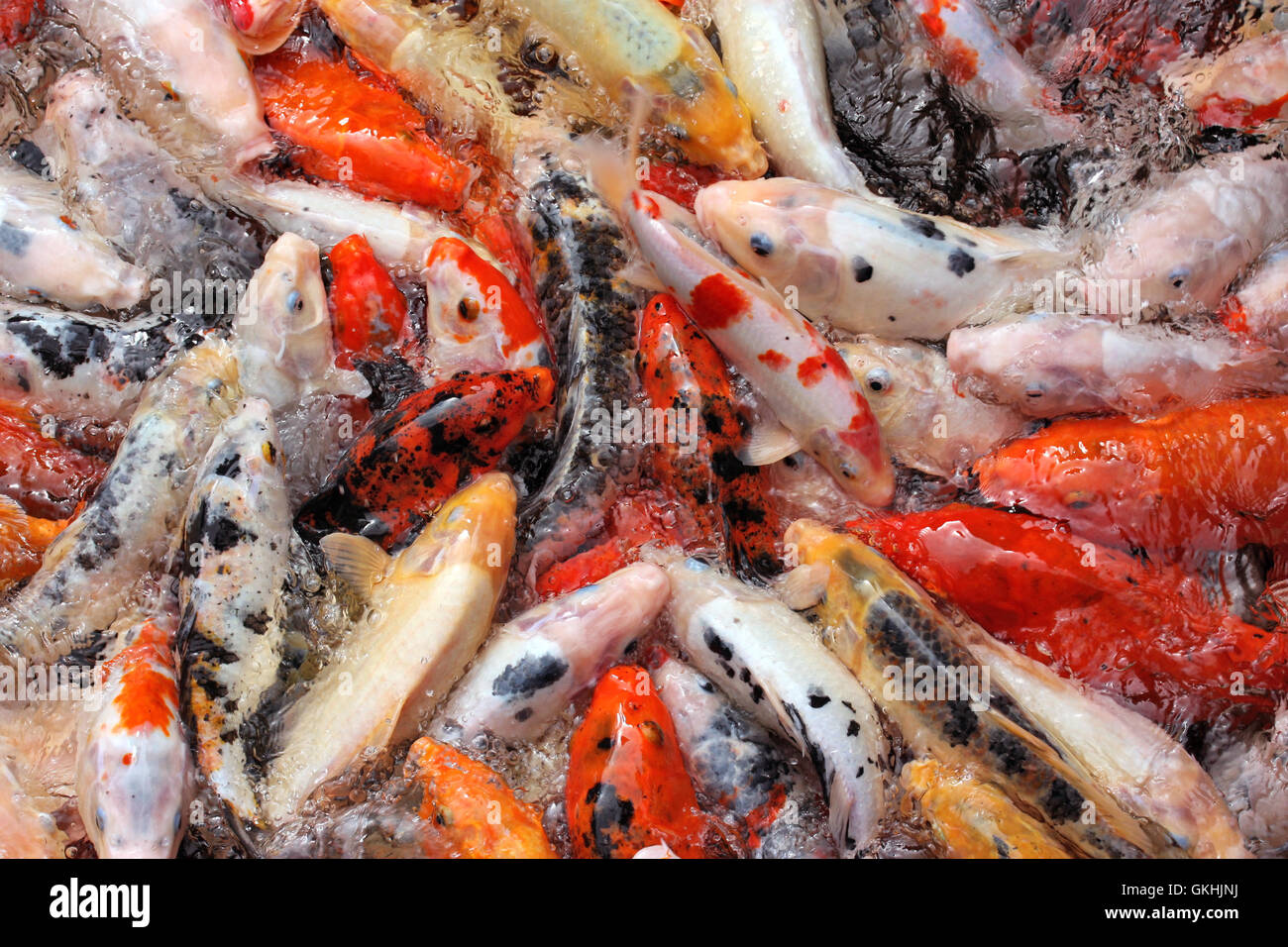 Close up orange carp fish hi-res stock photography and images - Alamy
