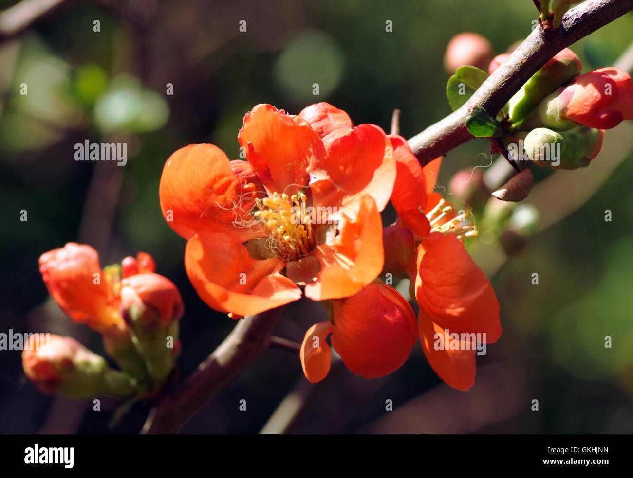 Red Flower Bush Stock Photo - Alamy