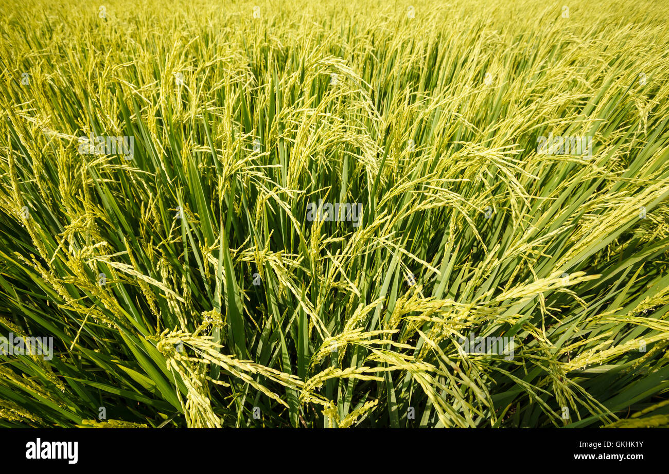 Lush green stalks rice hi-res stock photography and images - Alamy