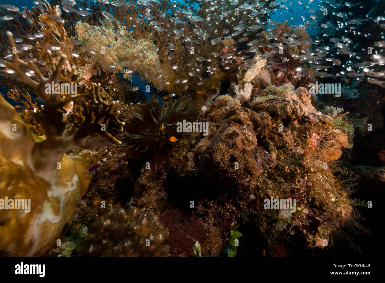 Glass fish and coral in the Red Sea Stock Photo - Alamy