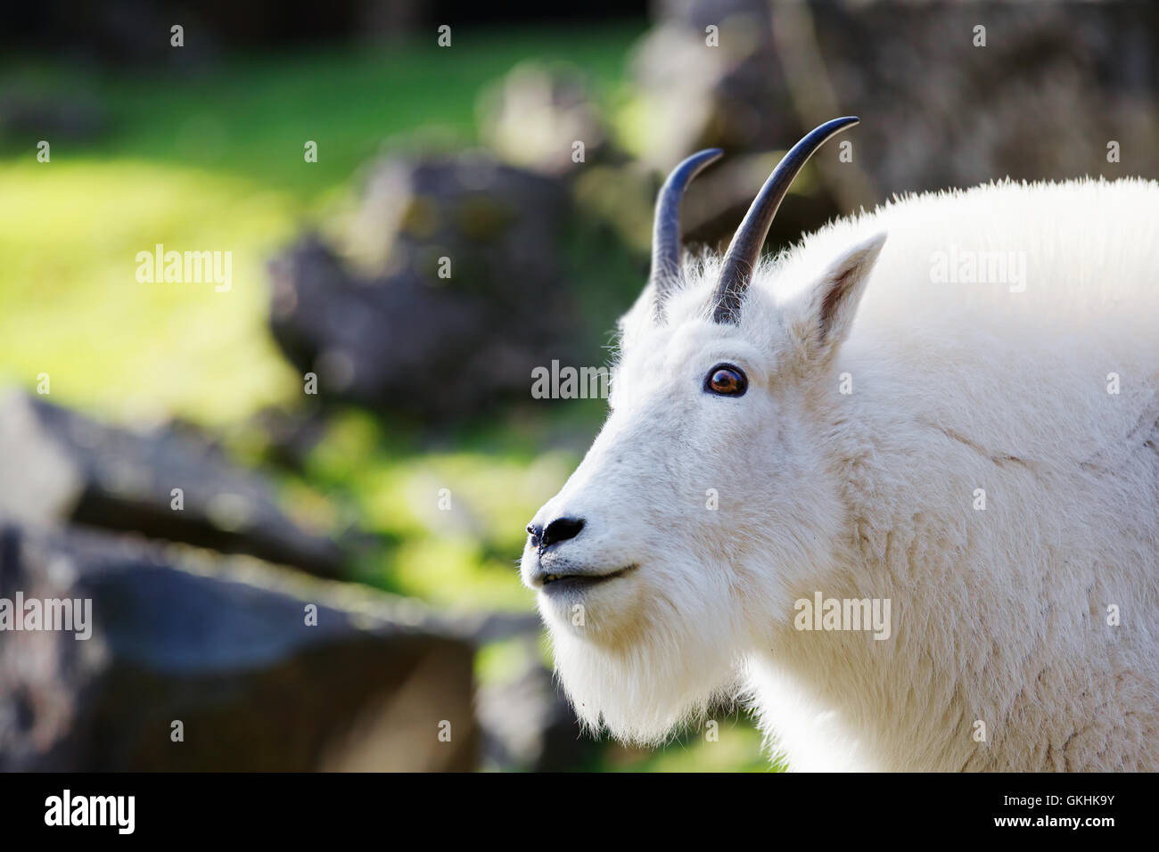 Rocky Mountain Goat Stock Photo - Alamy