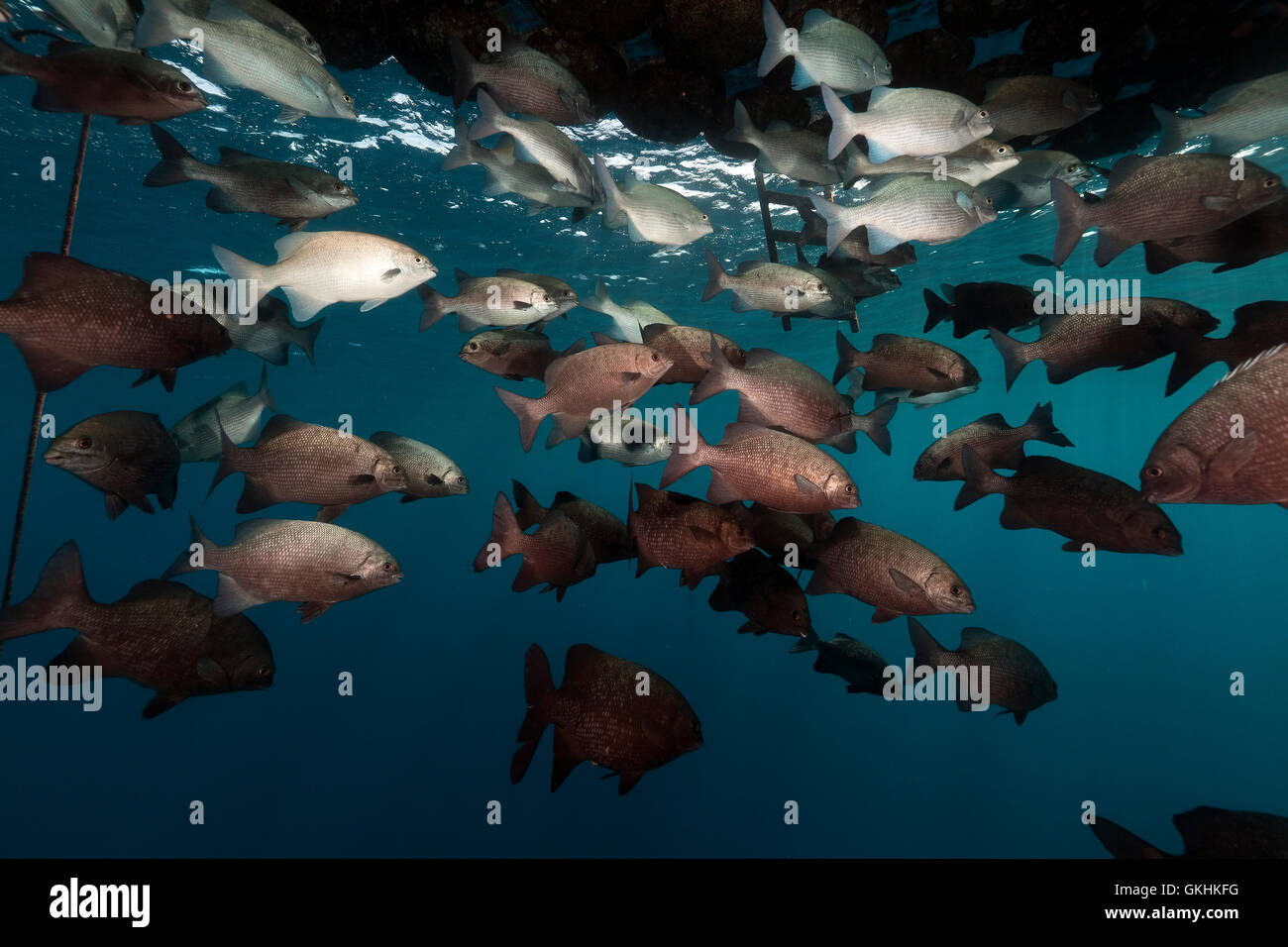 Floating pier and fish in the Red Sea Stock Photo - Alamy