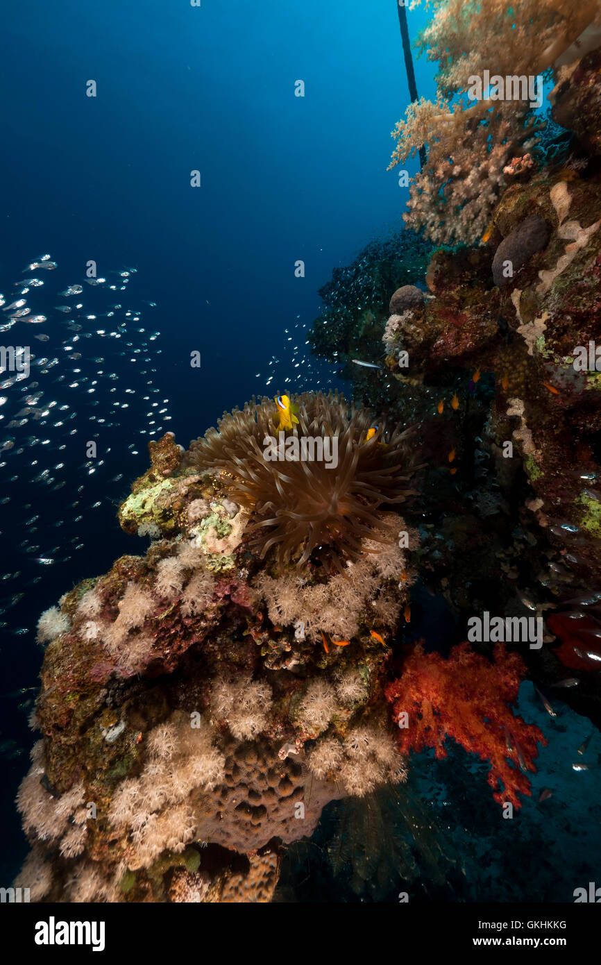 Glassfish image hi-res stock photography and images - Alamy