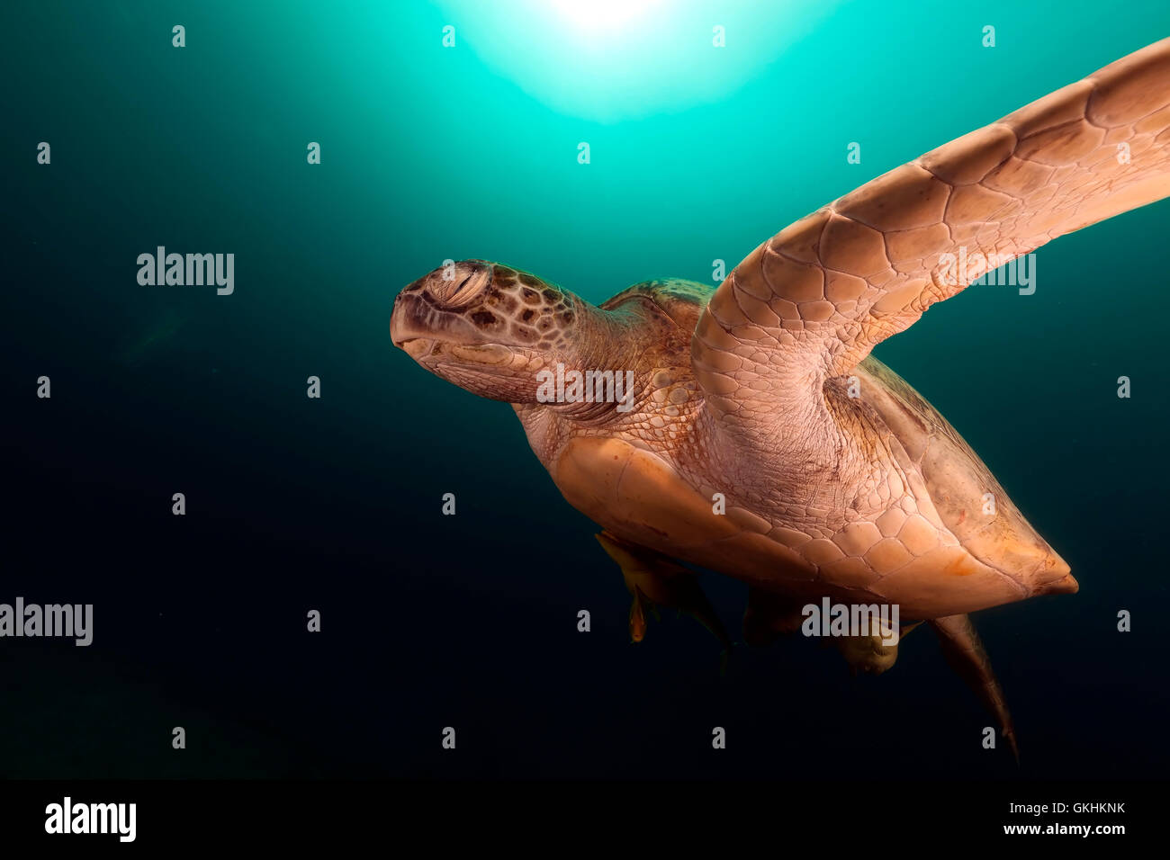 Green turtle (chelonia midas) in the Red Sea Stock Photo - Alamy