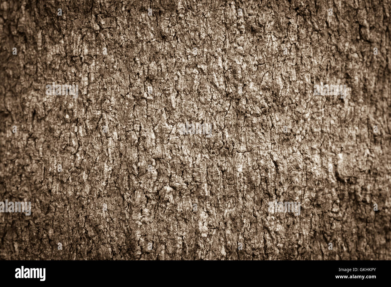Texture shot of brown tree bark Stock Photo - Alamy