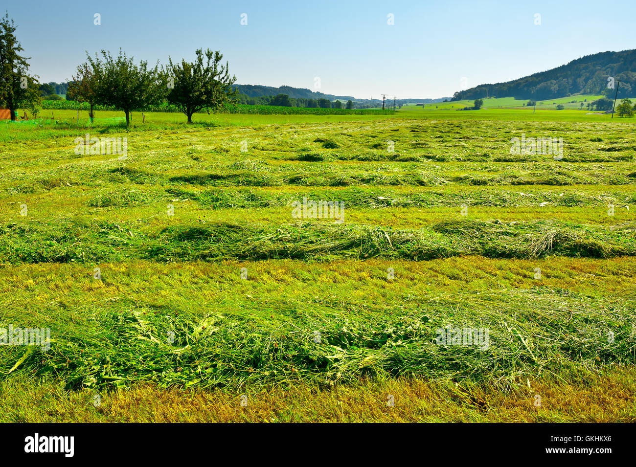 Mown meadow village hi-res stock photography and images - Alamy