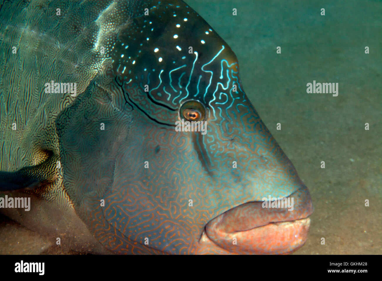 Napoleon wrasse photography hi-res stock photography and images - Alamy