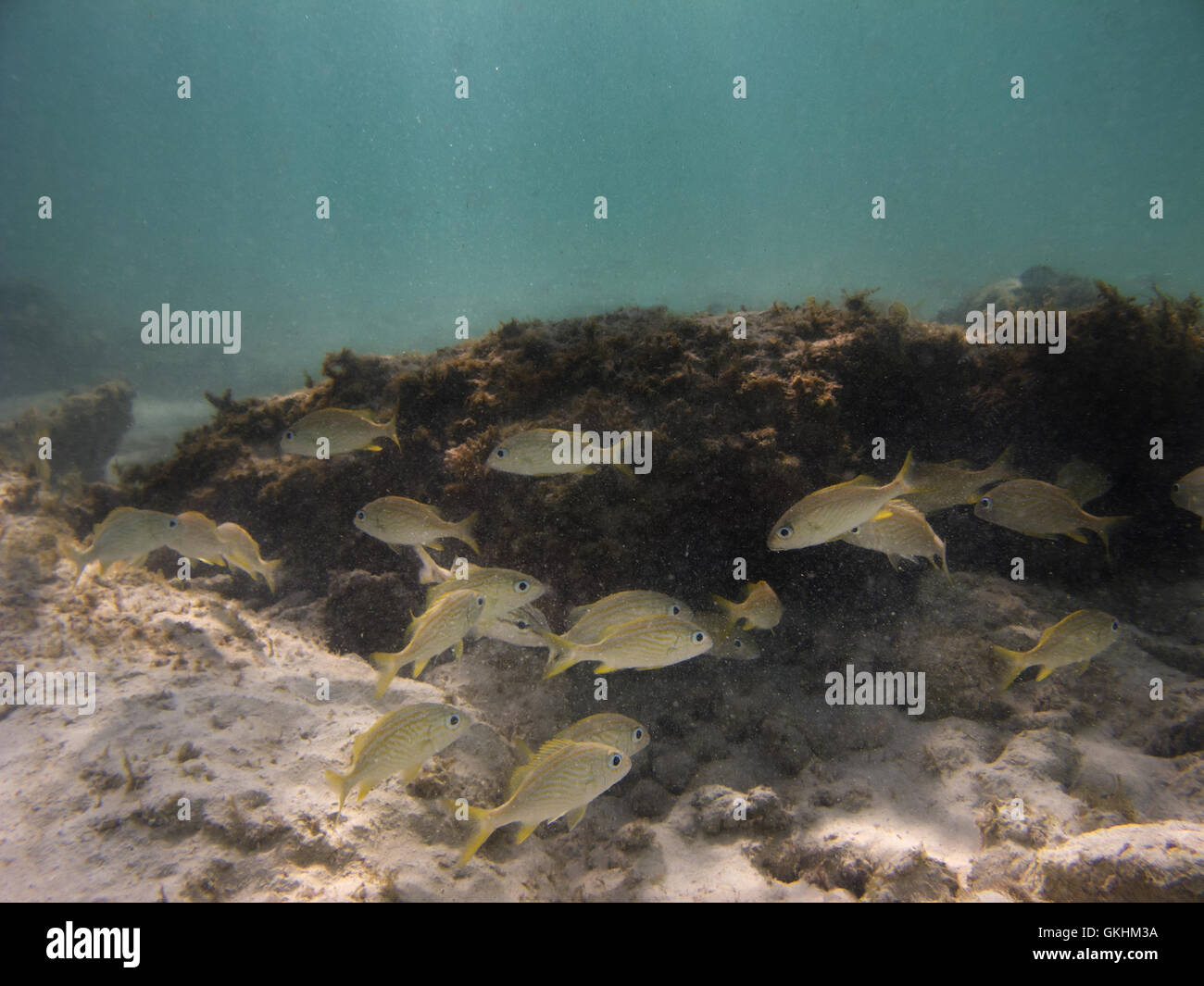 Little french grunt Stock Photo - Alamy