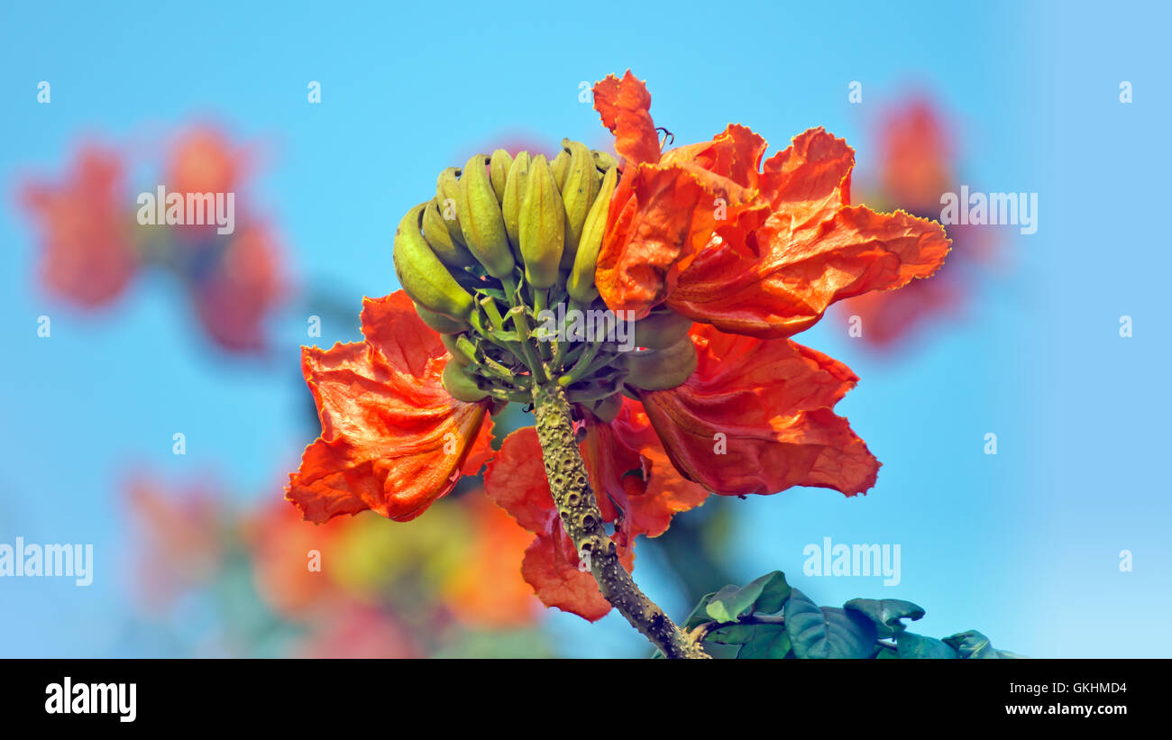 Spathodea hi-res stock photography and images - Alamy