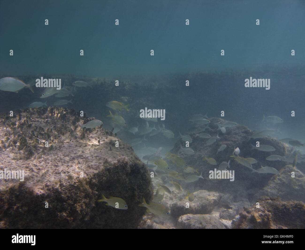 School of Juvenile fish Stock Photo - Alamy