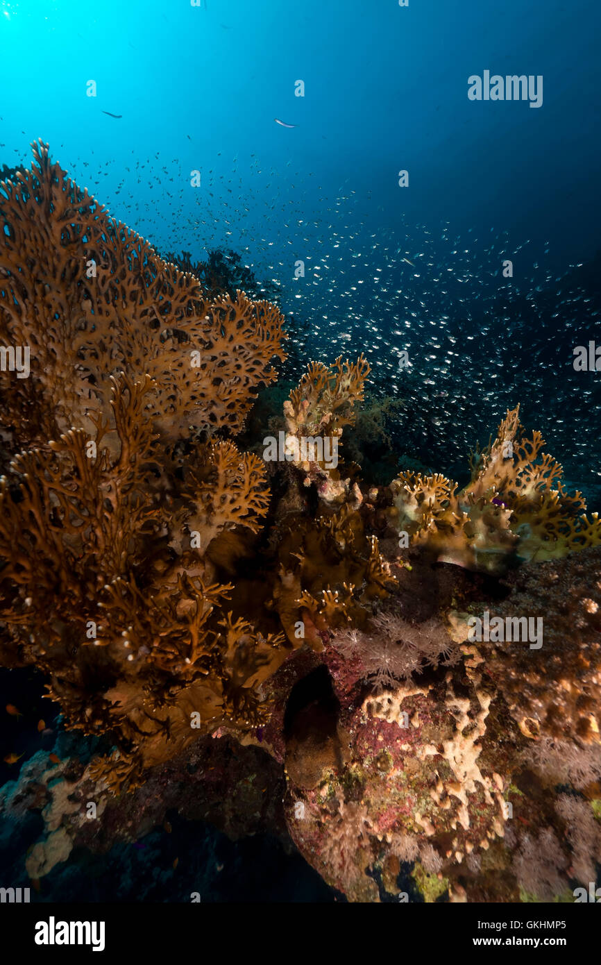 Fire coral and glassfish in the Red Sea Stock Photo - Alamy