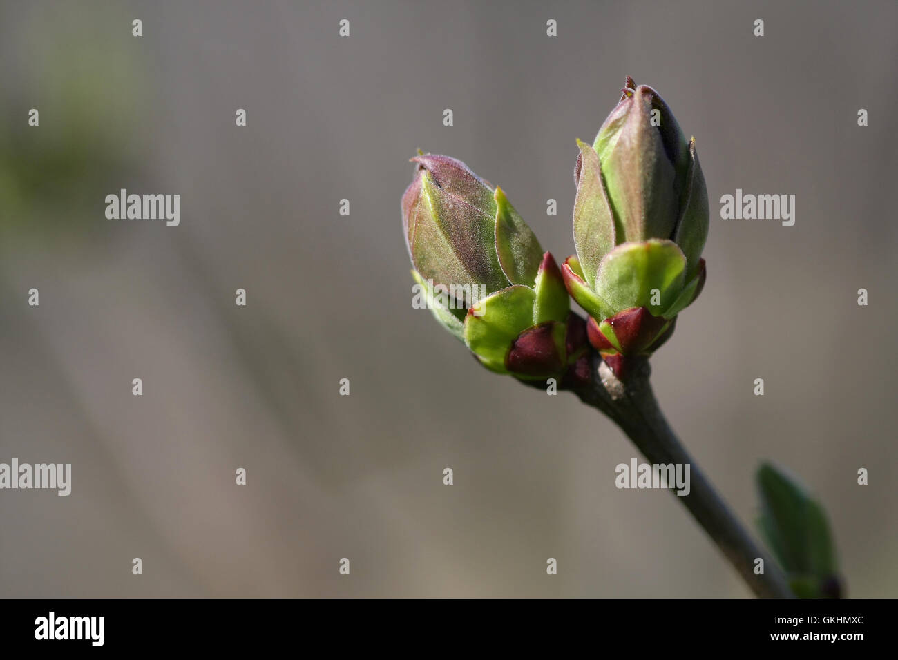 Early Spring Bud Stock Photo - Alamy