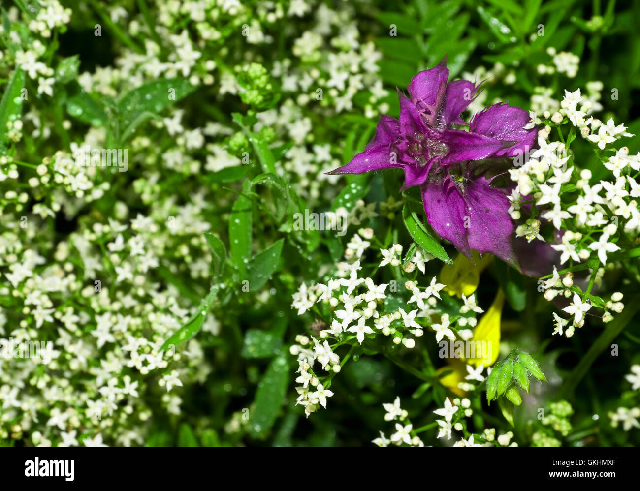 Purple drop hi-res stock photography and images - Alamy