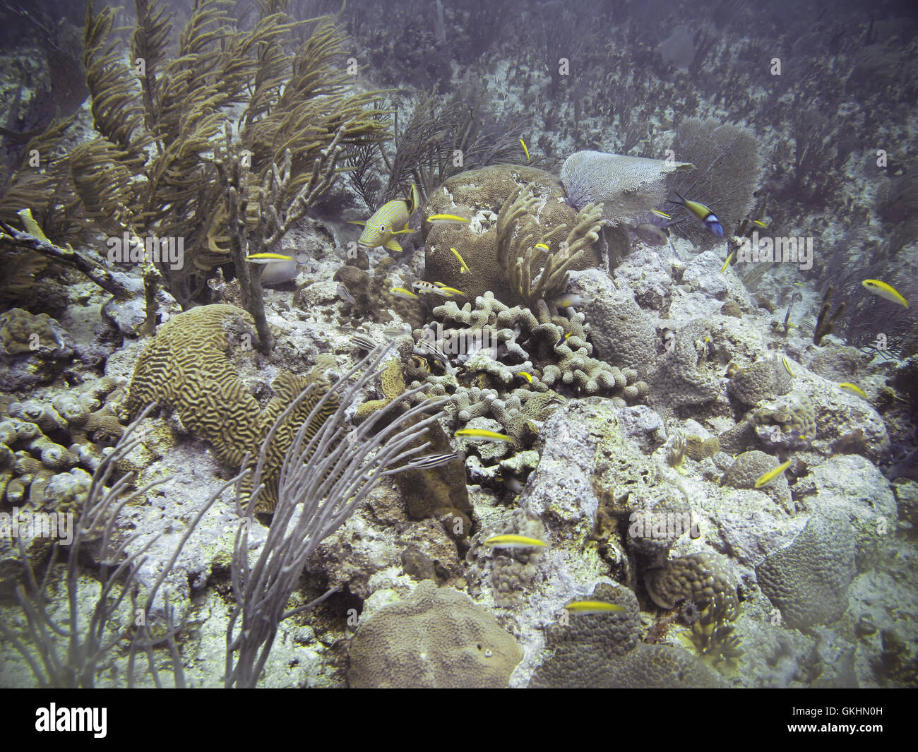 Life under the sea Stock Photo - Alamy