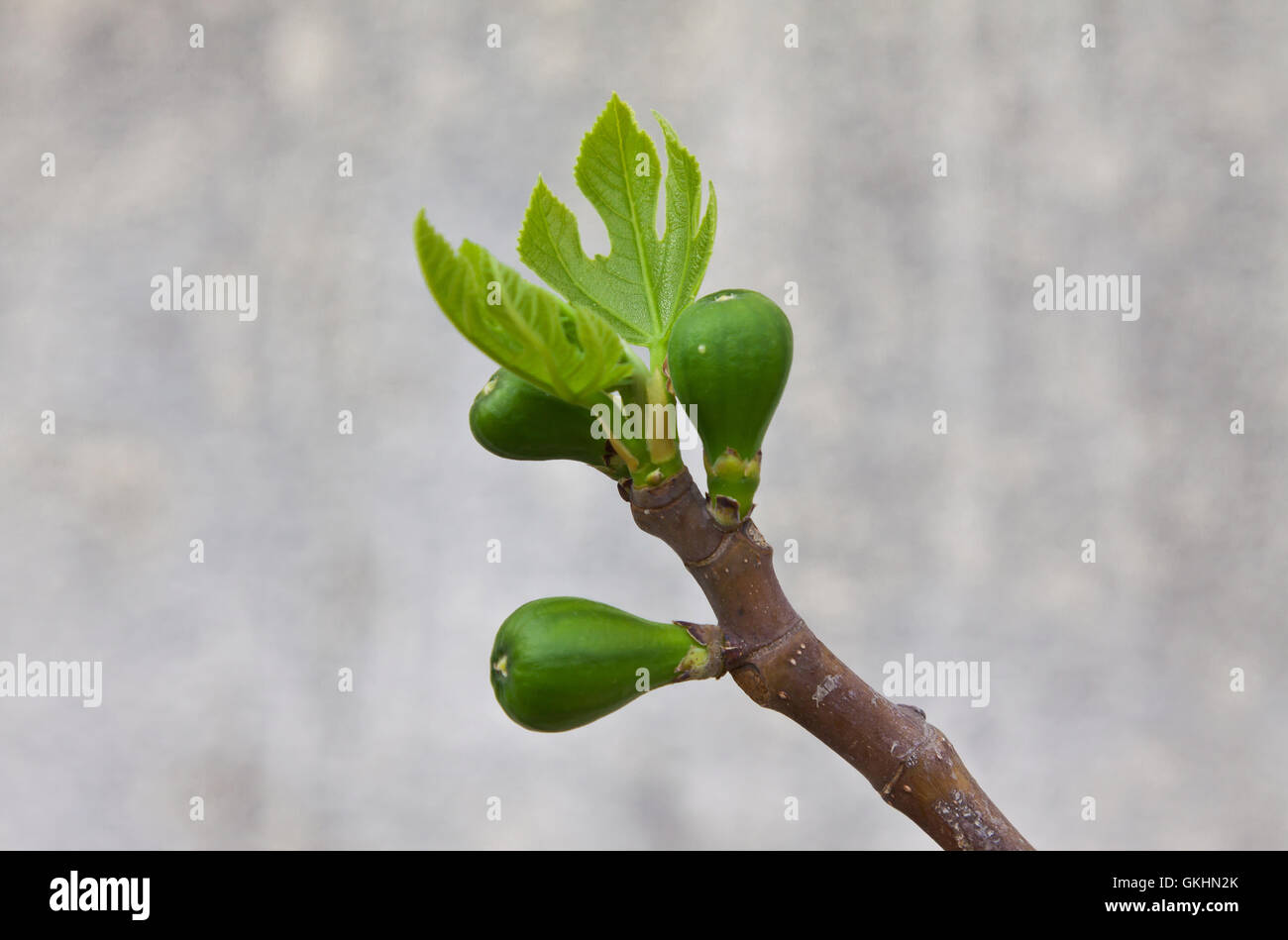 Buds figs hi-res stock photography and images - Alamy