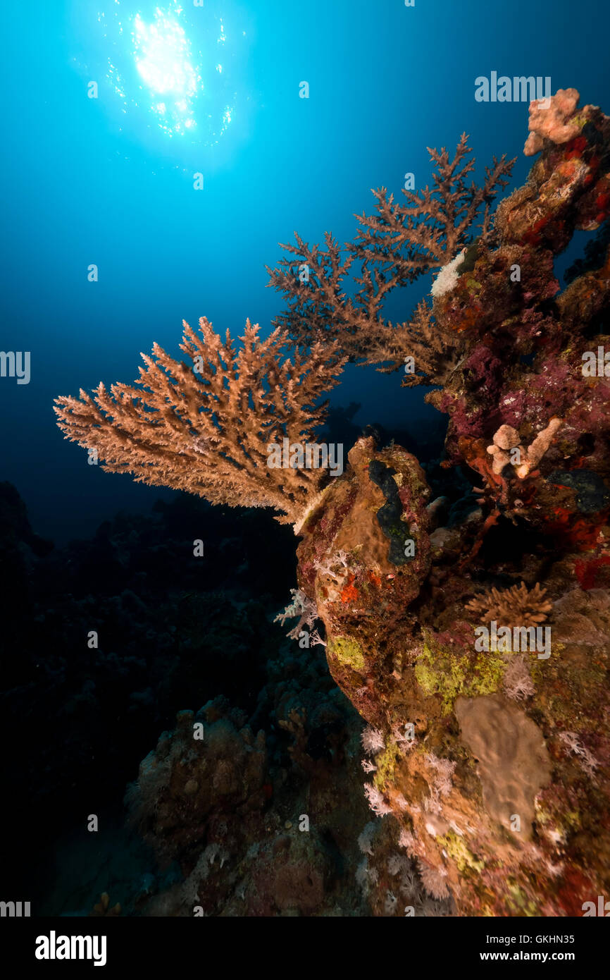Acropora in the Red Sea Stock Photo - Alamy