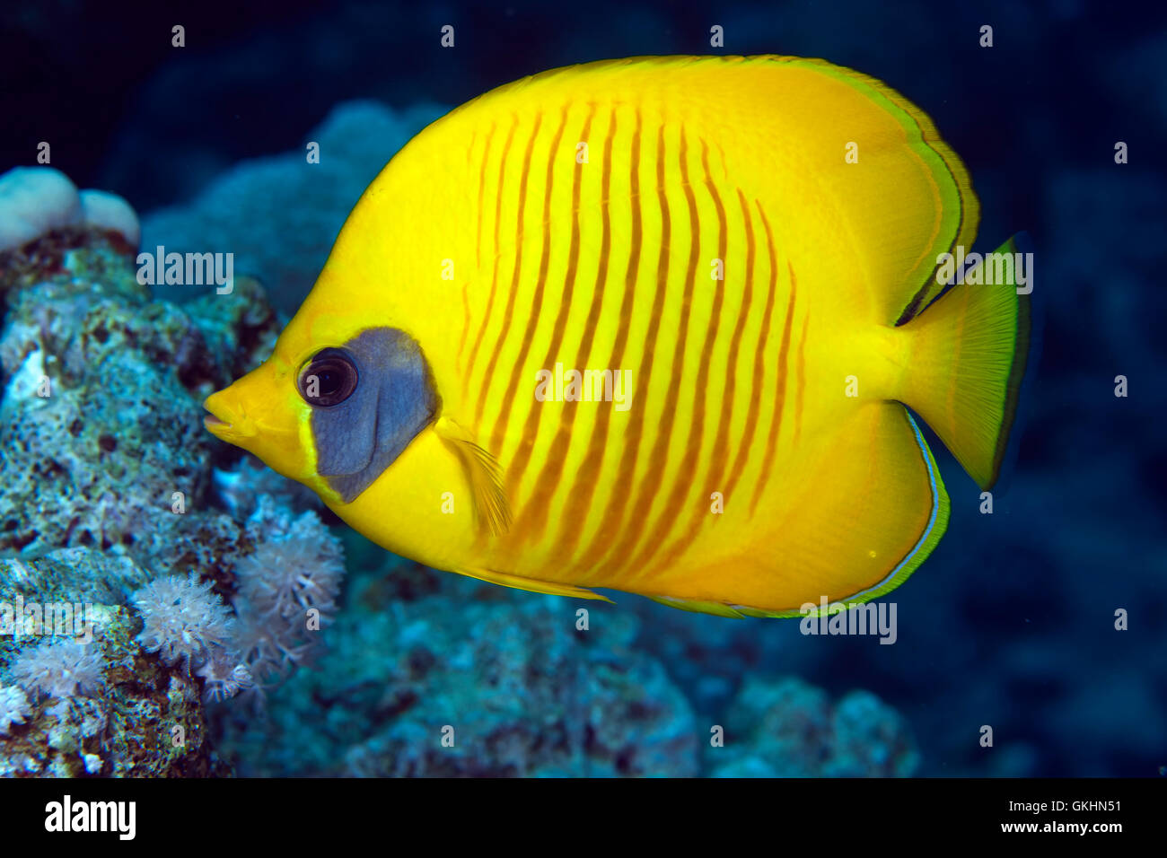 Masked butterflyfish in the Red Sea Stock Photo - Alamy