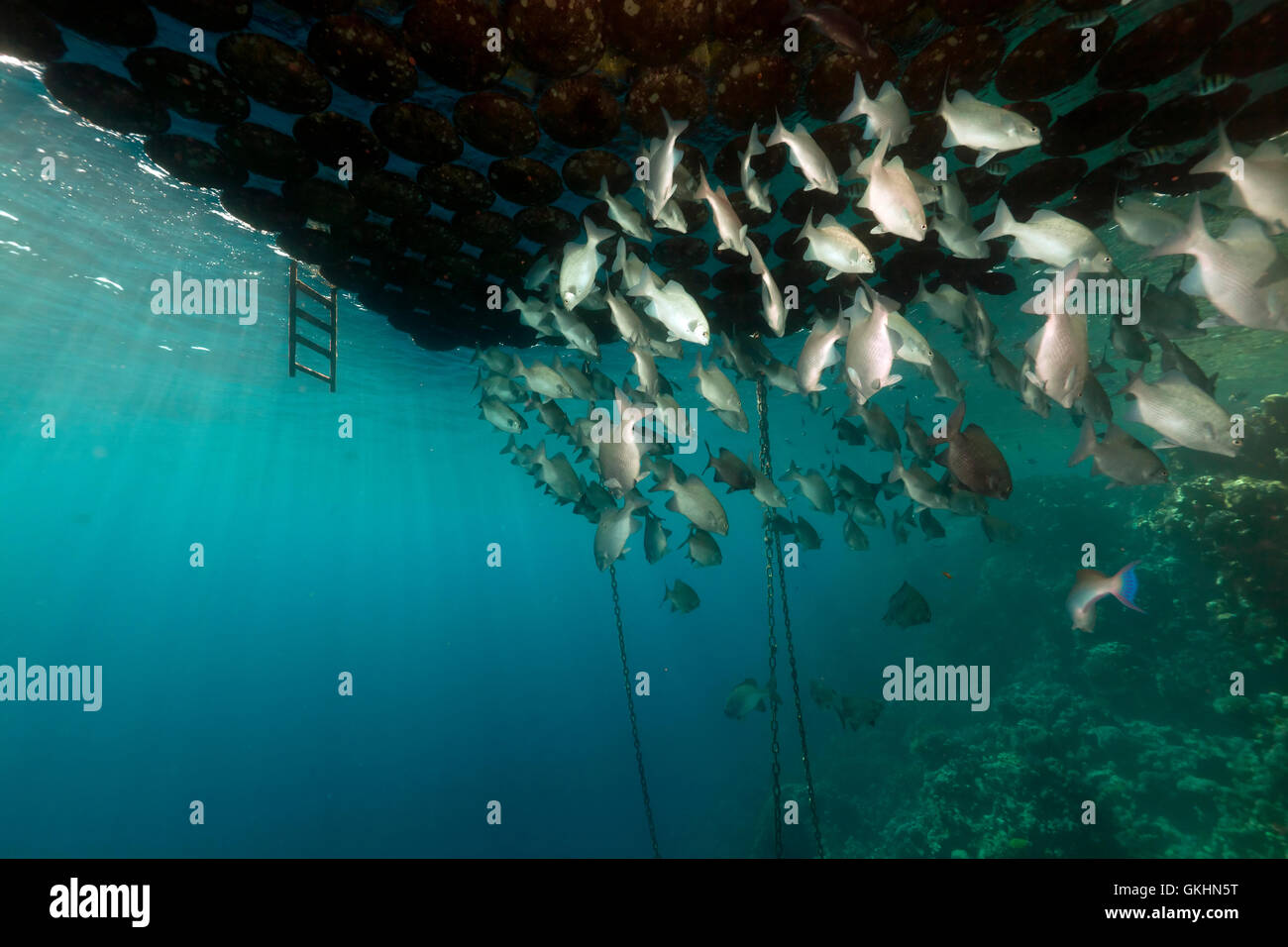 Fish gathering under a floating jetty Stock Photo - Alamy
