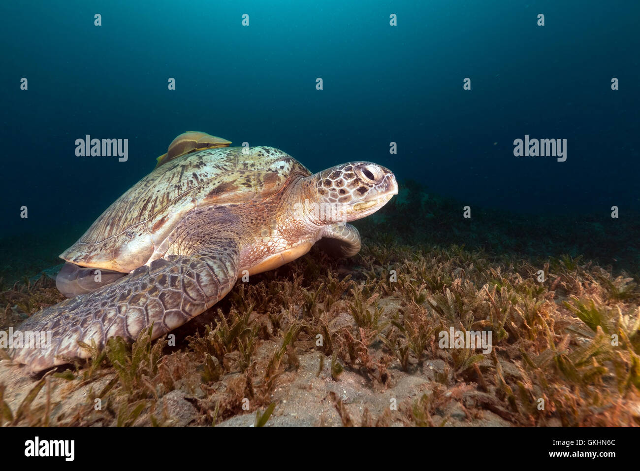Green turtle (chelonia midas) and trevally in the Red Sea Stock Photo ...