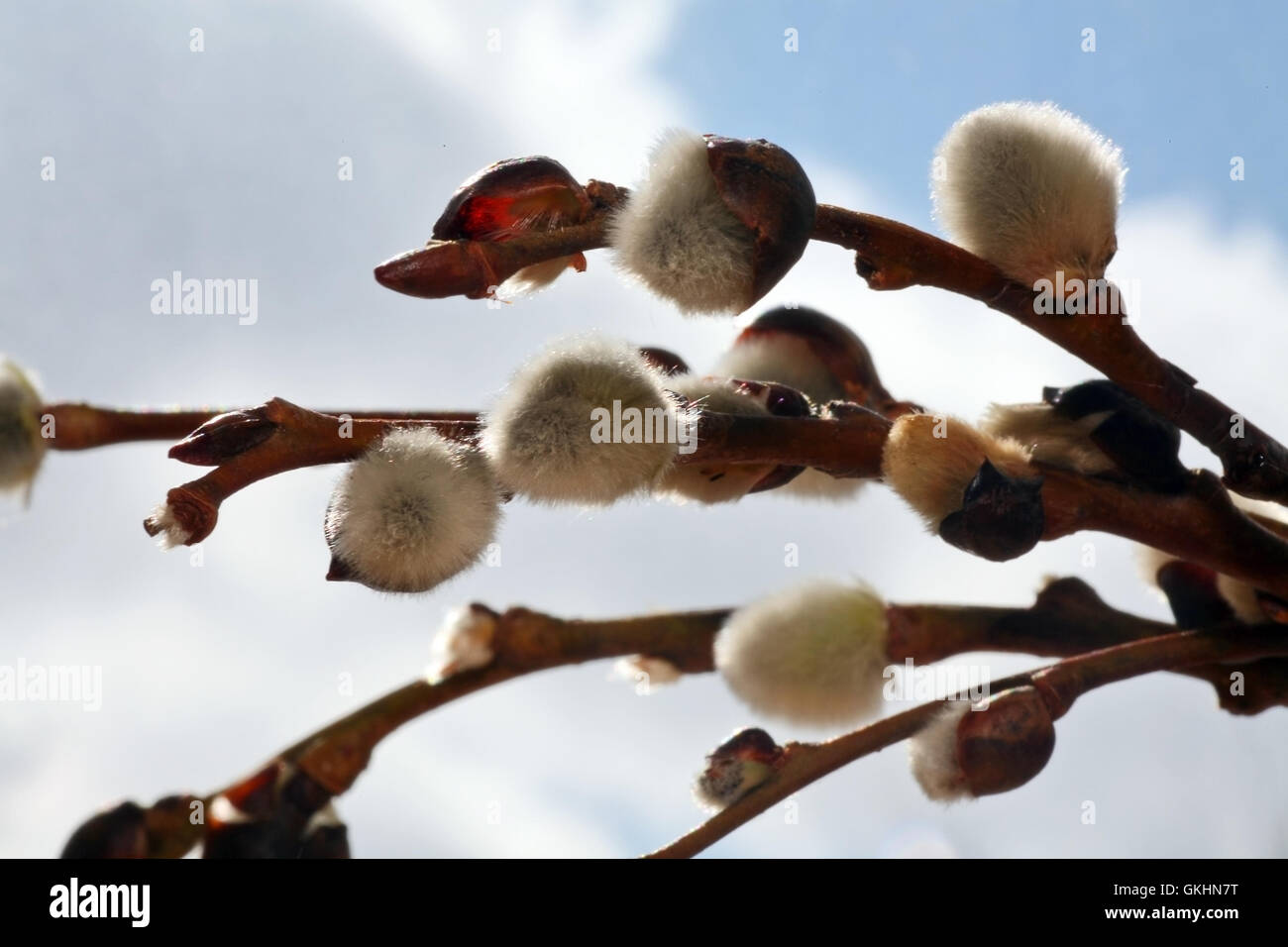 Spring gentle fresh buds Stock Photo - Alamy