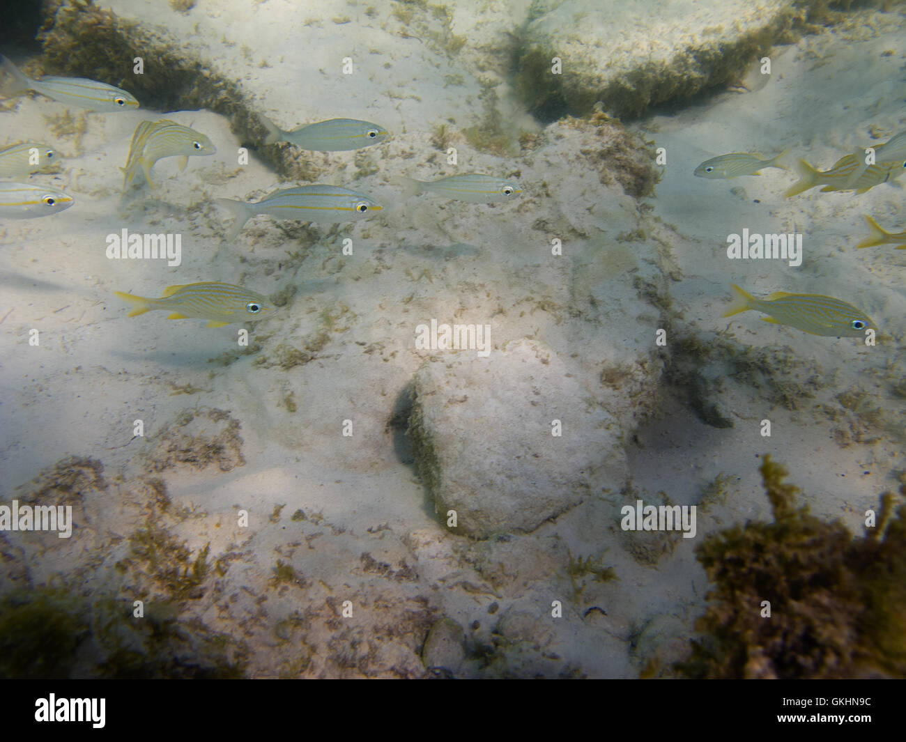 French grunts haemulon flavolineatum hi-res stock photography and ...