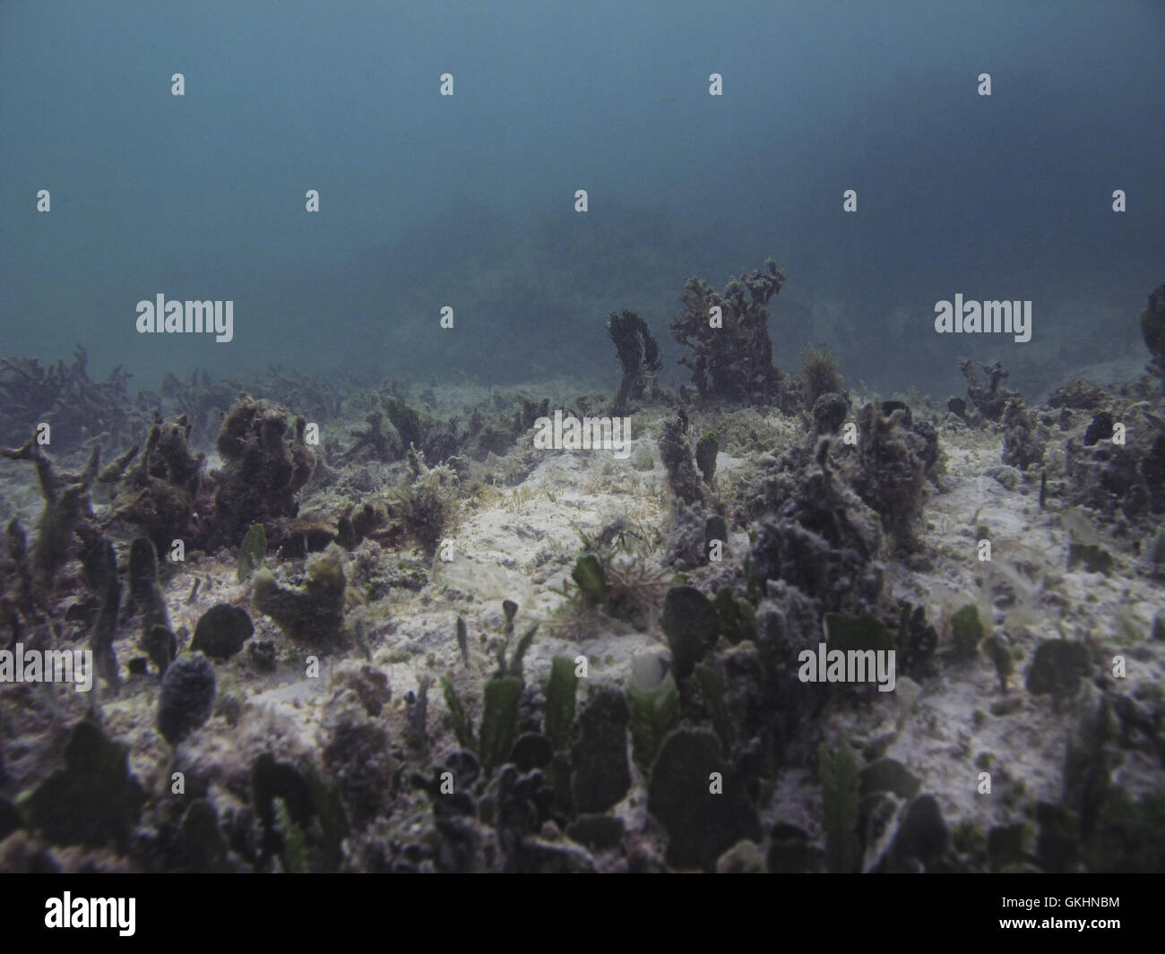 Deep sea sponge atlantic hi-res stock photography and images - Alamy