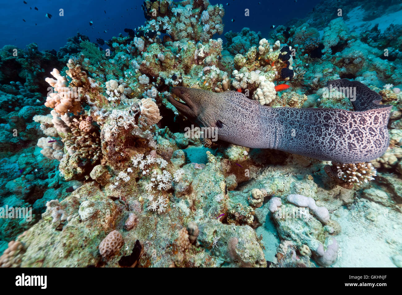 Giant moray free swimming in the Red Sea Stock Photo - Alamy