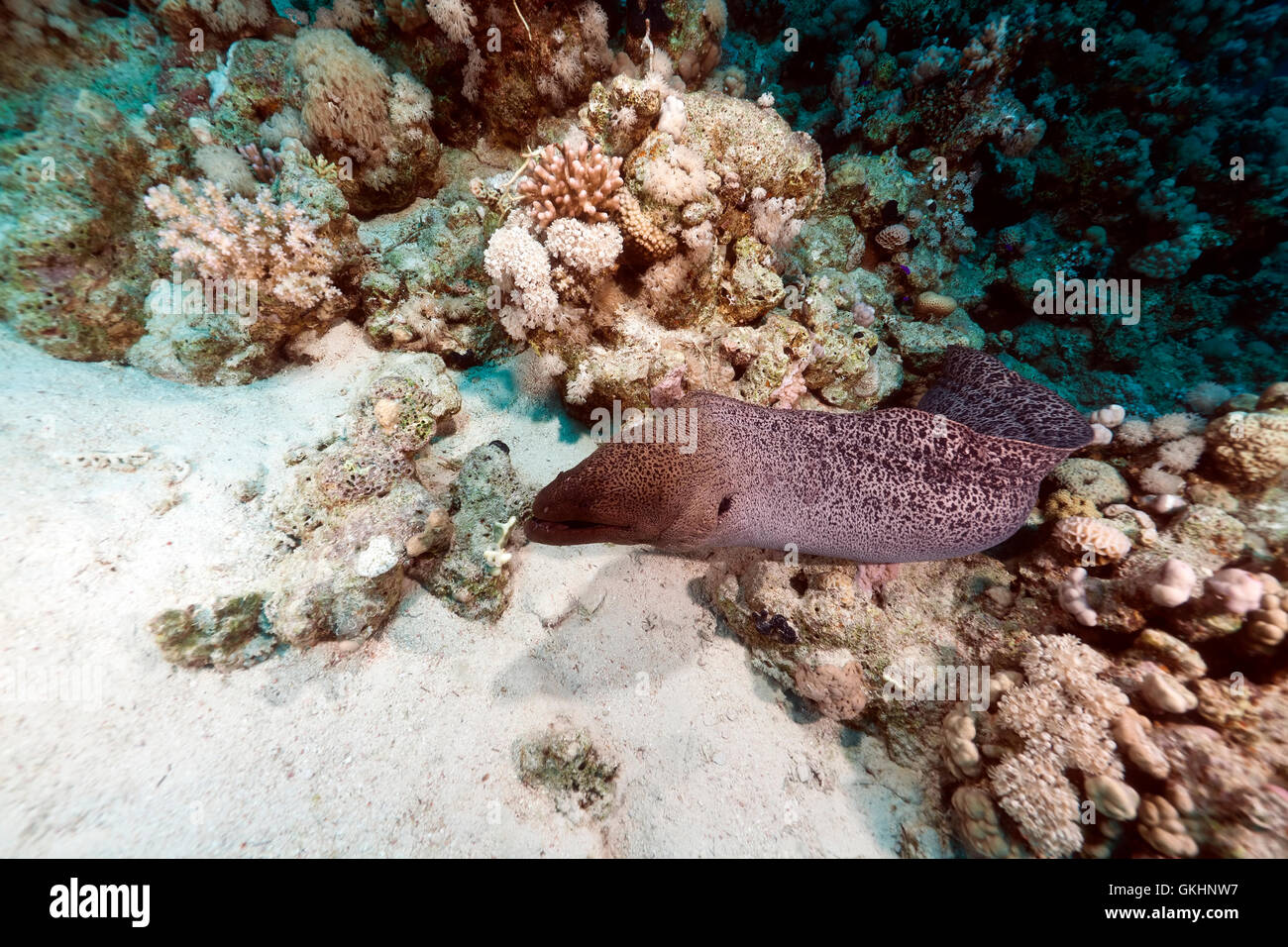 Giant moray free swimming in the Red Sea Stock Photo - Alamy