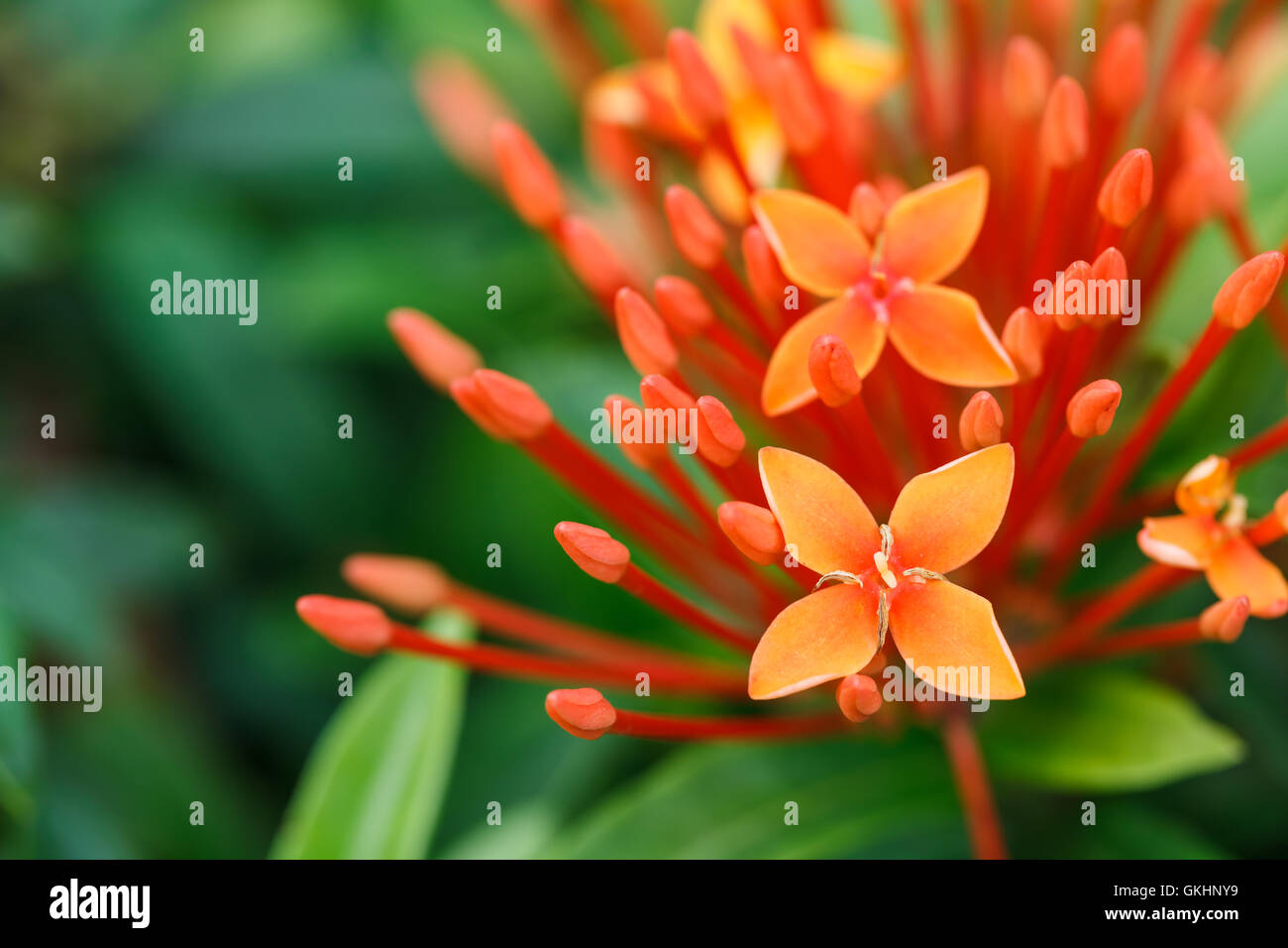 Ixora javanica hi-res stock photography and images - Alamy