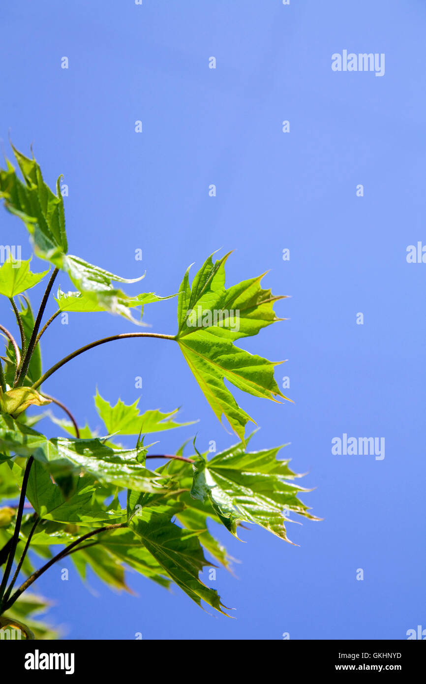green leaves of tree Stock Photo - Alamy
