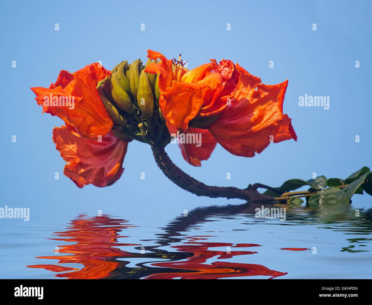 Spathodea campanulata Stock Photo - Alamy