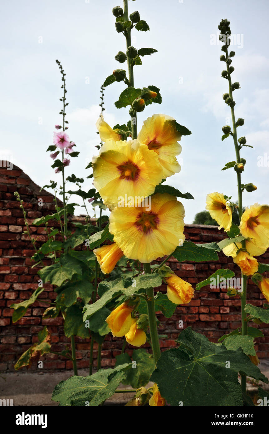 Yellow Mallow High Resolution Stock Photography and Images - Alamy