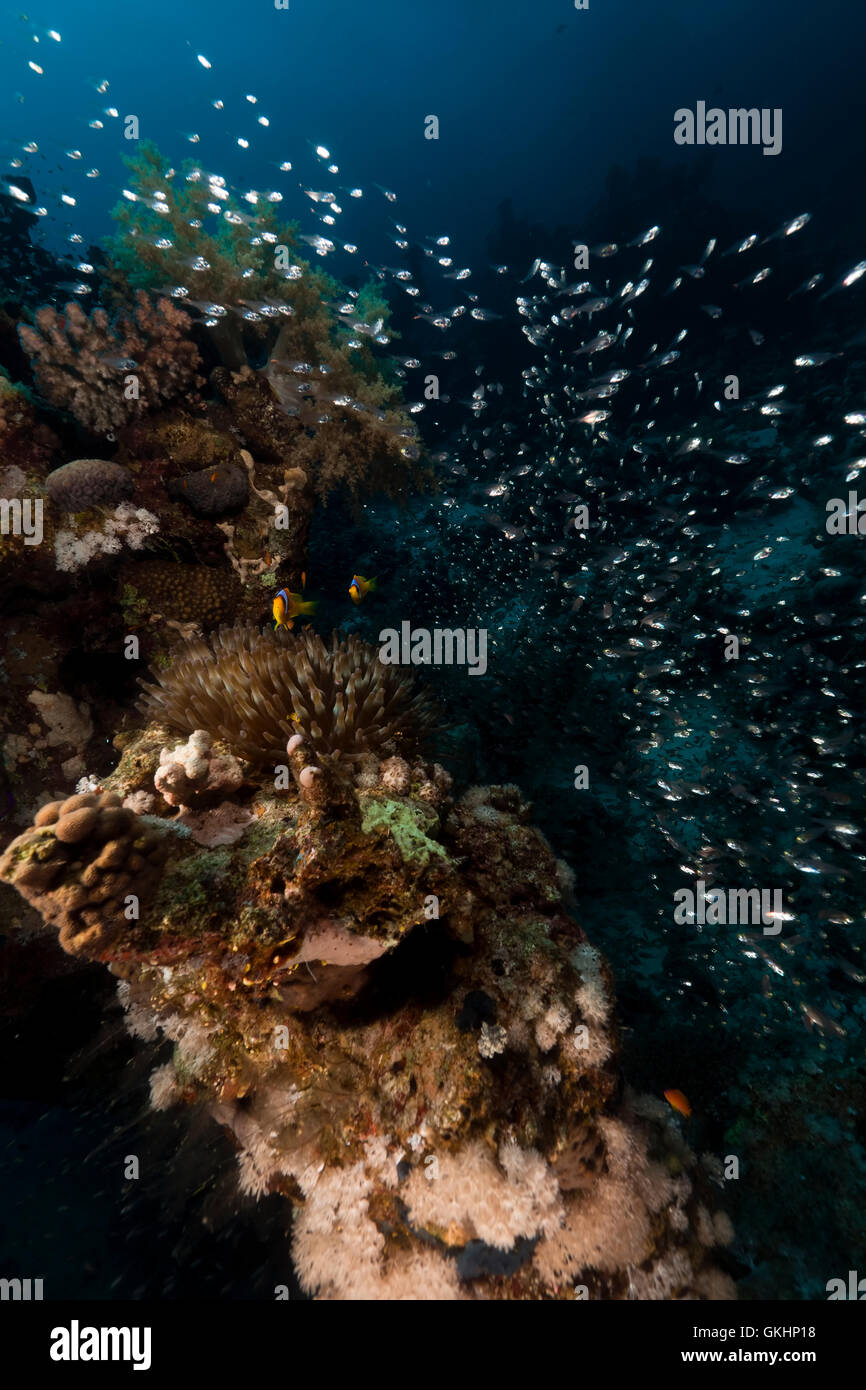Anemone and glass fish in the Red Sea Stock Photo - Alamy