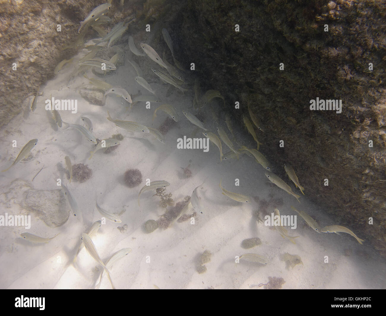 Exotic juvenile fish hi-res stock photography and images - Alamy