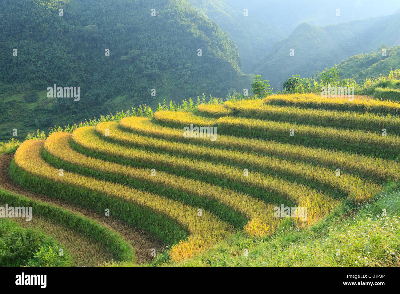 Rice terraces in the mountains Stock Photo - Alamy