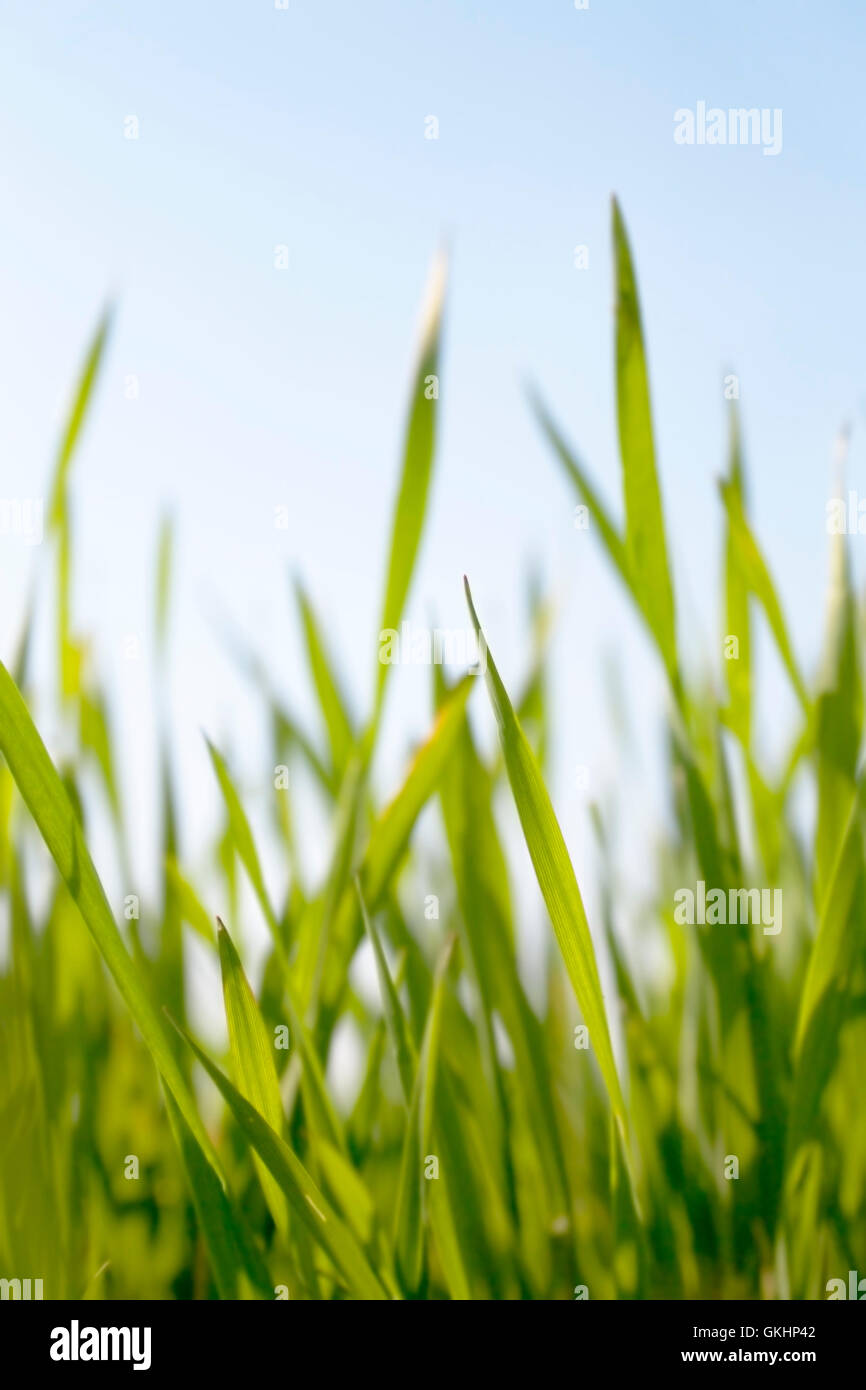 Fields and trees blue skies summer hi-res stock photography and images ...