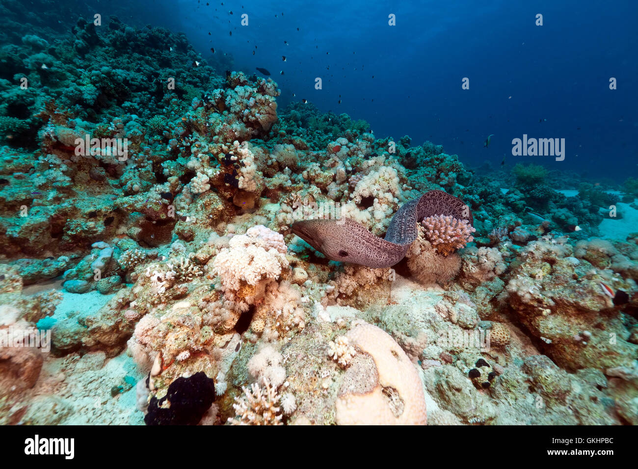 Giant moray free swimming in the Red Sea Stock Photo - Alamy