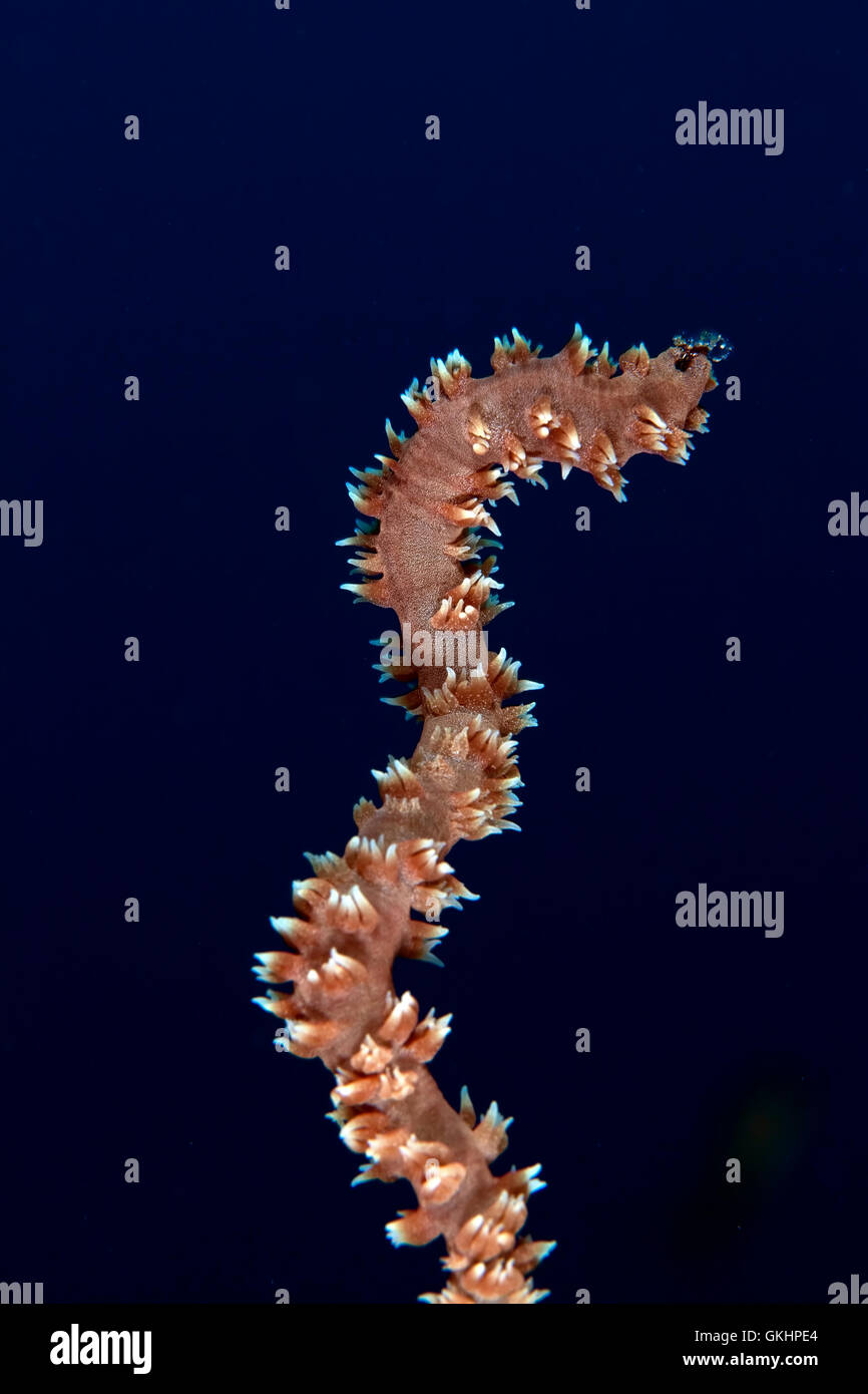 Detail of spiral wire coral in the Red Sea Stock Photo - Alamy