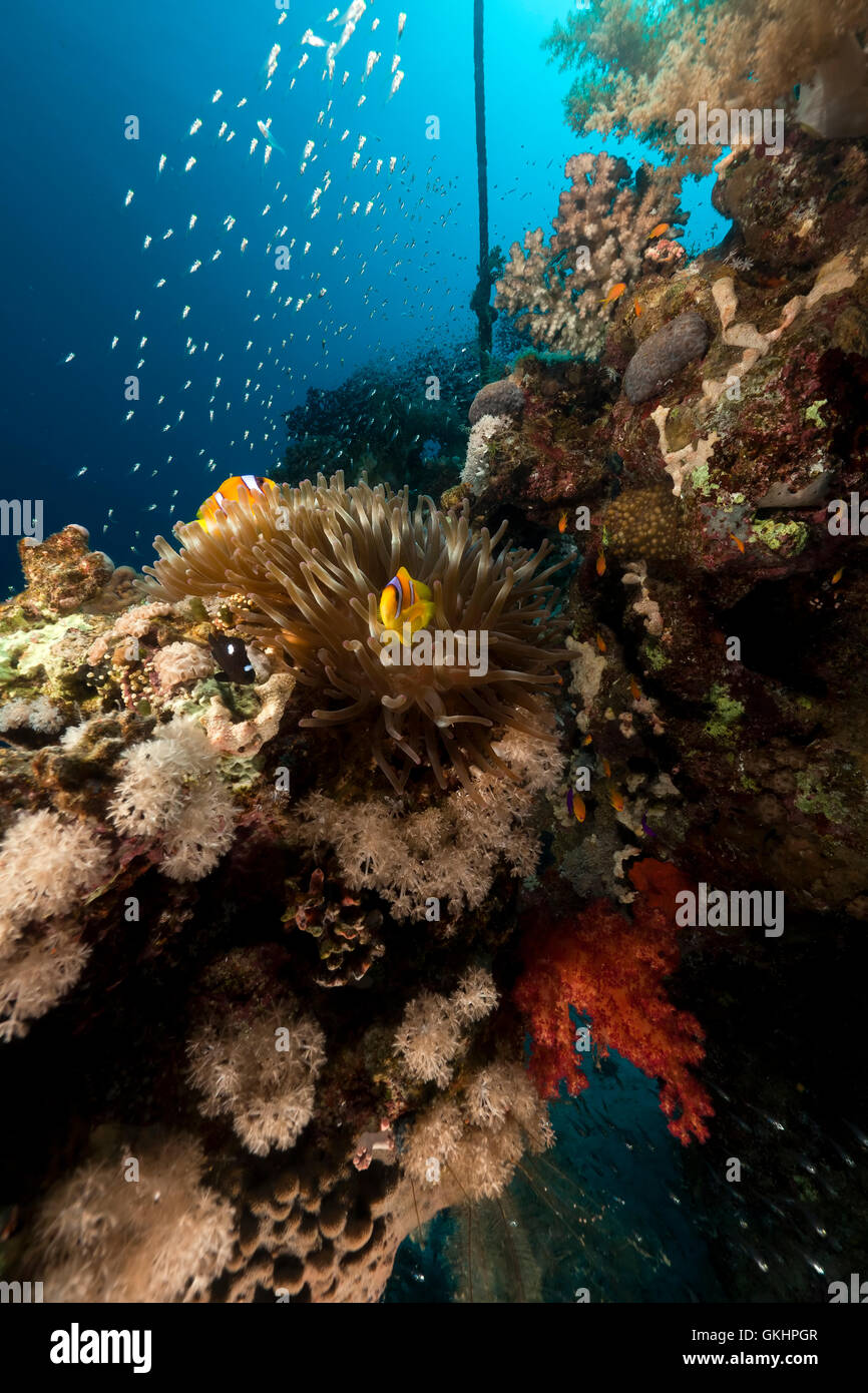 Anemone and glass fish in the Red Sea Stock Photo - Alamy