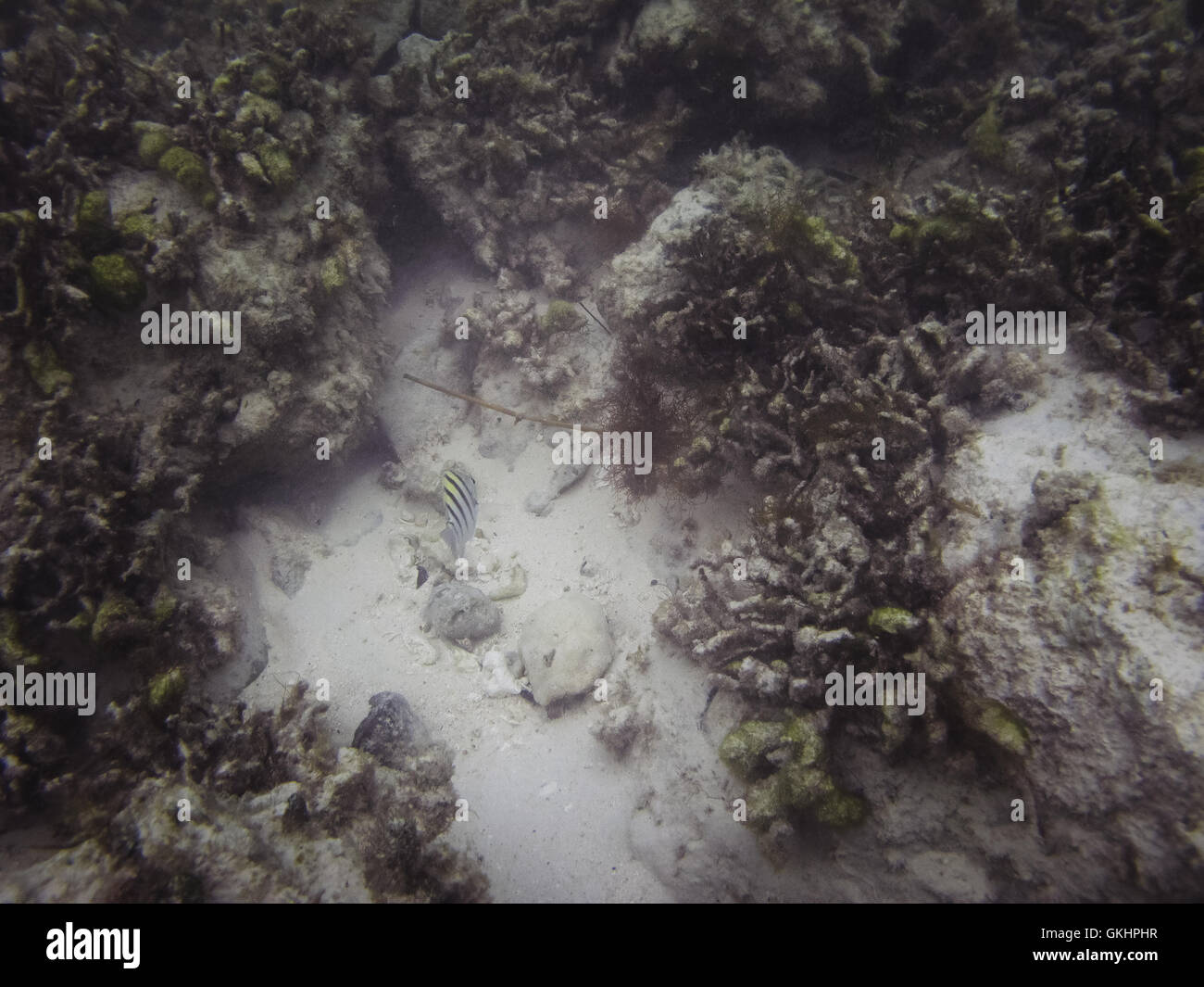 Atlantic deep sea diving hi-res stock photography and images - Alamy