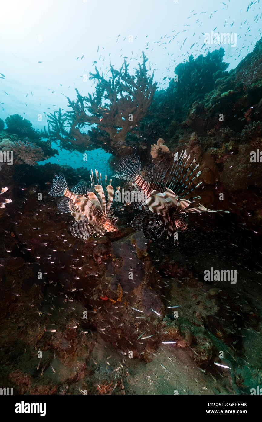 Lionfish (pterois miles) hunting in the Red Sea Stock Photo - Alamy