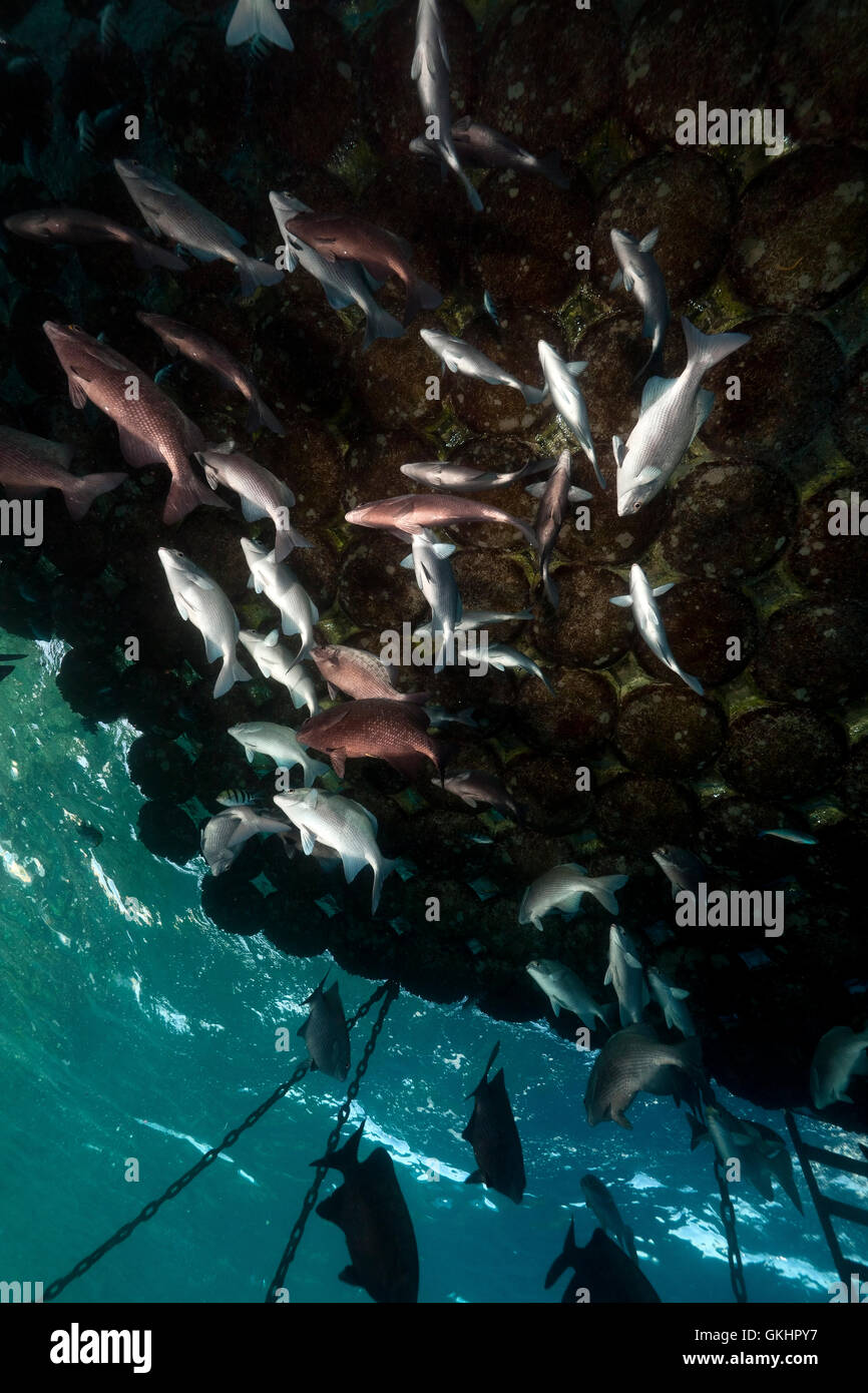 Floating pier and fish in the Red Sea Stock Photo - Alamy