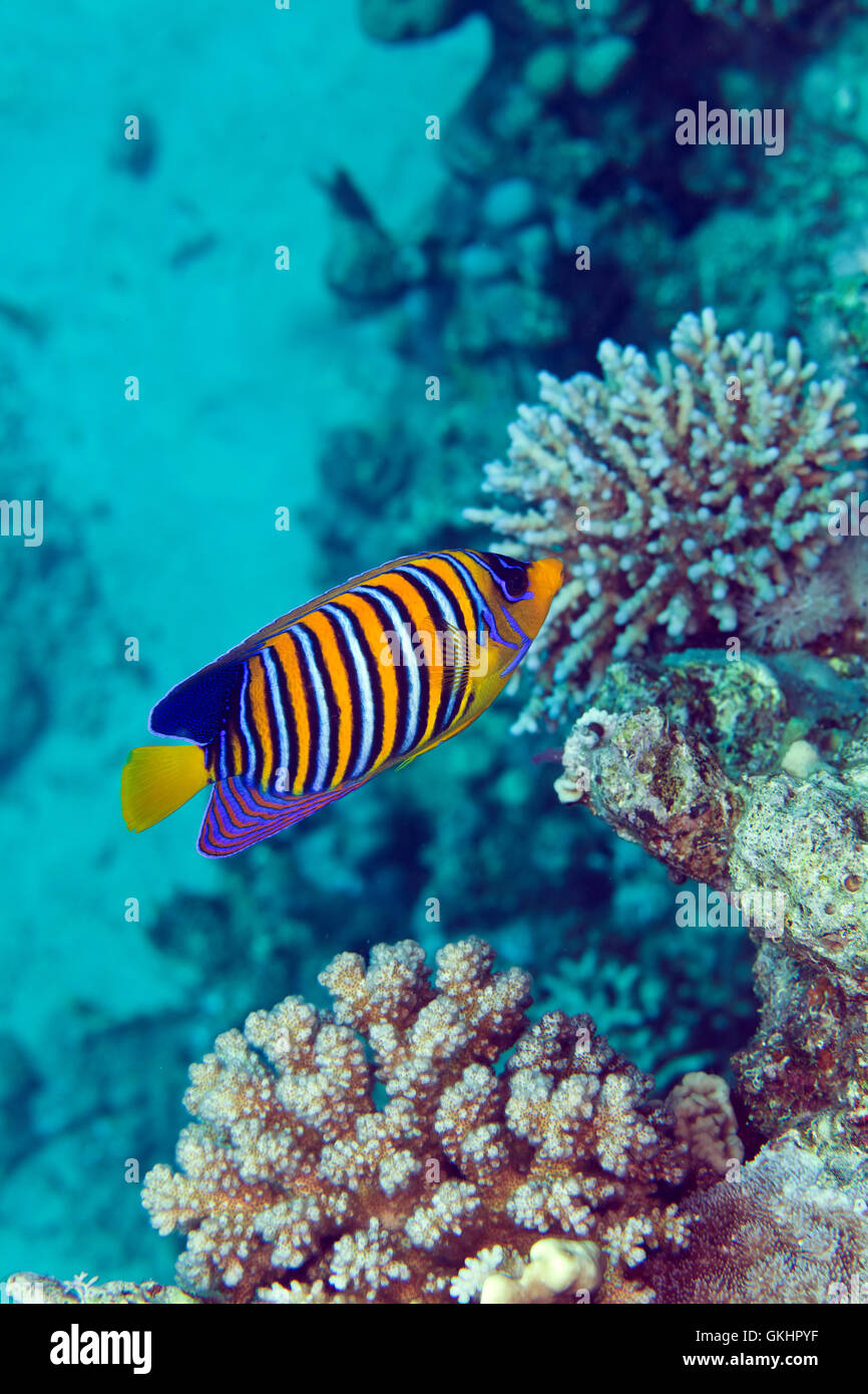 Egypt red sea blue angelfish hi-res stock photography and images - Alamy