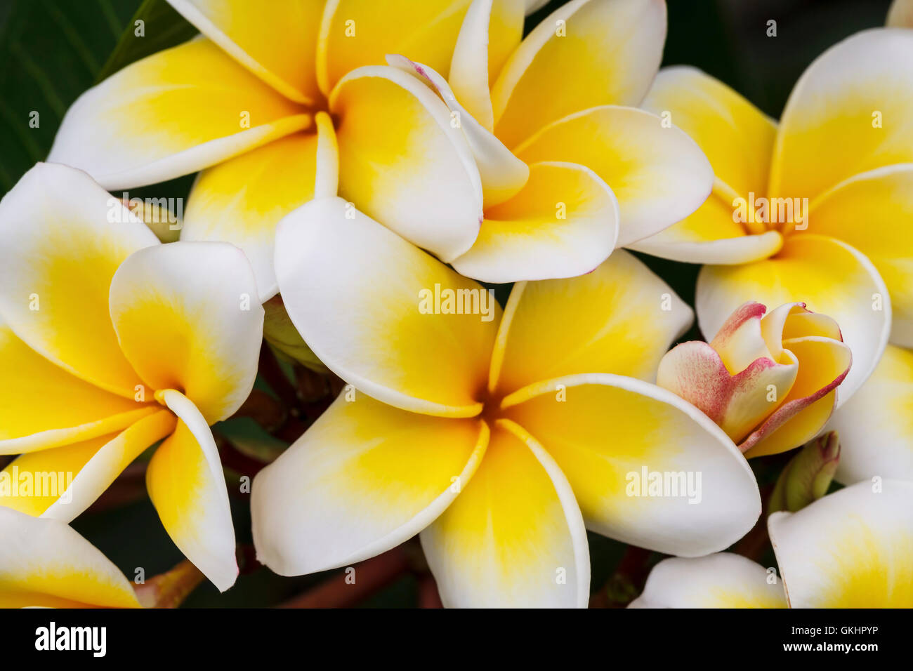 Branch of tropical flowers frangipani (plumeria), Thailand Stock Photo ...