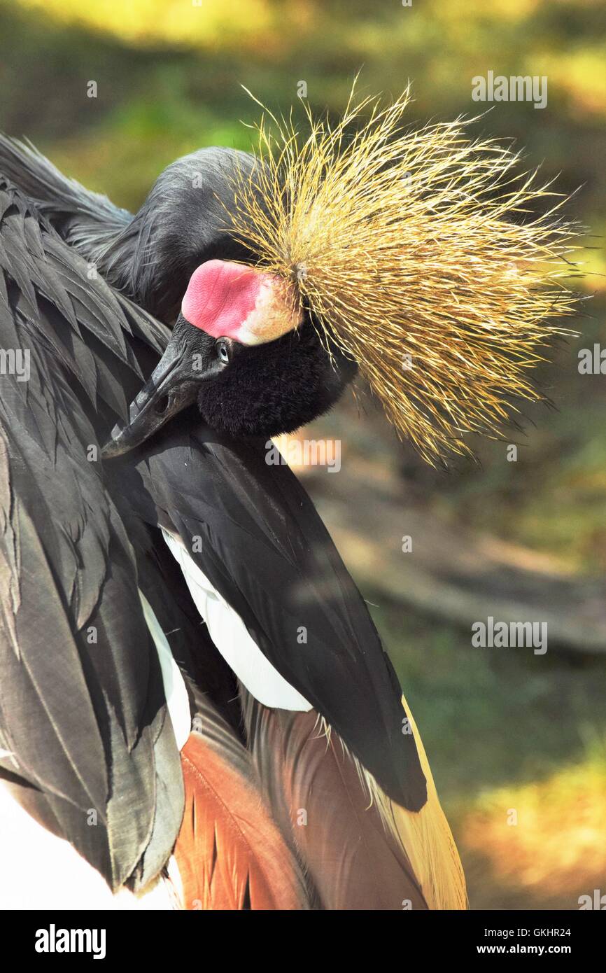 The preening crowned crane Stock Photo - Alamy