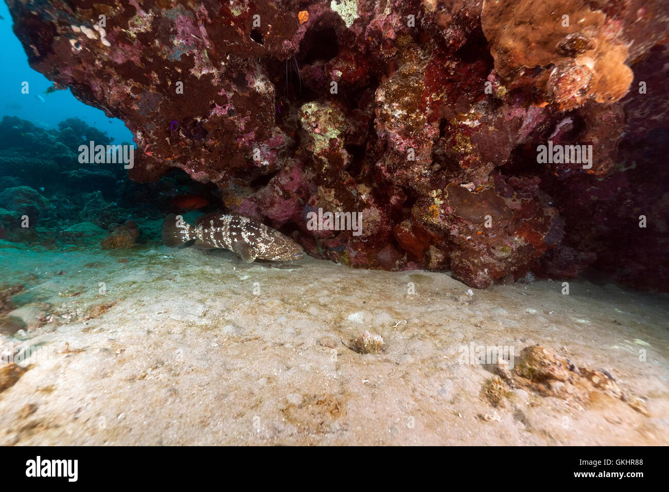 Malabar grouper and coral in the Red Sea Stock Photo - Alamy