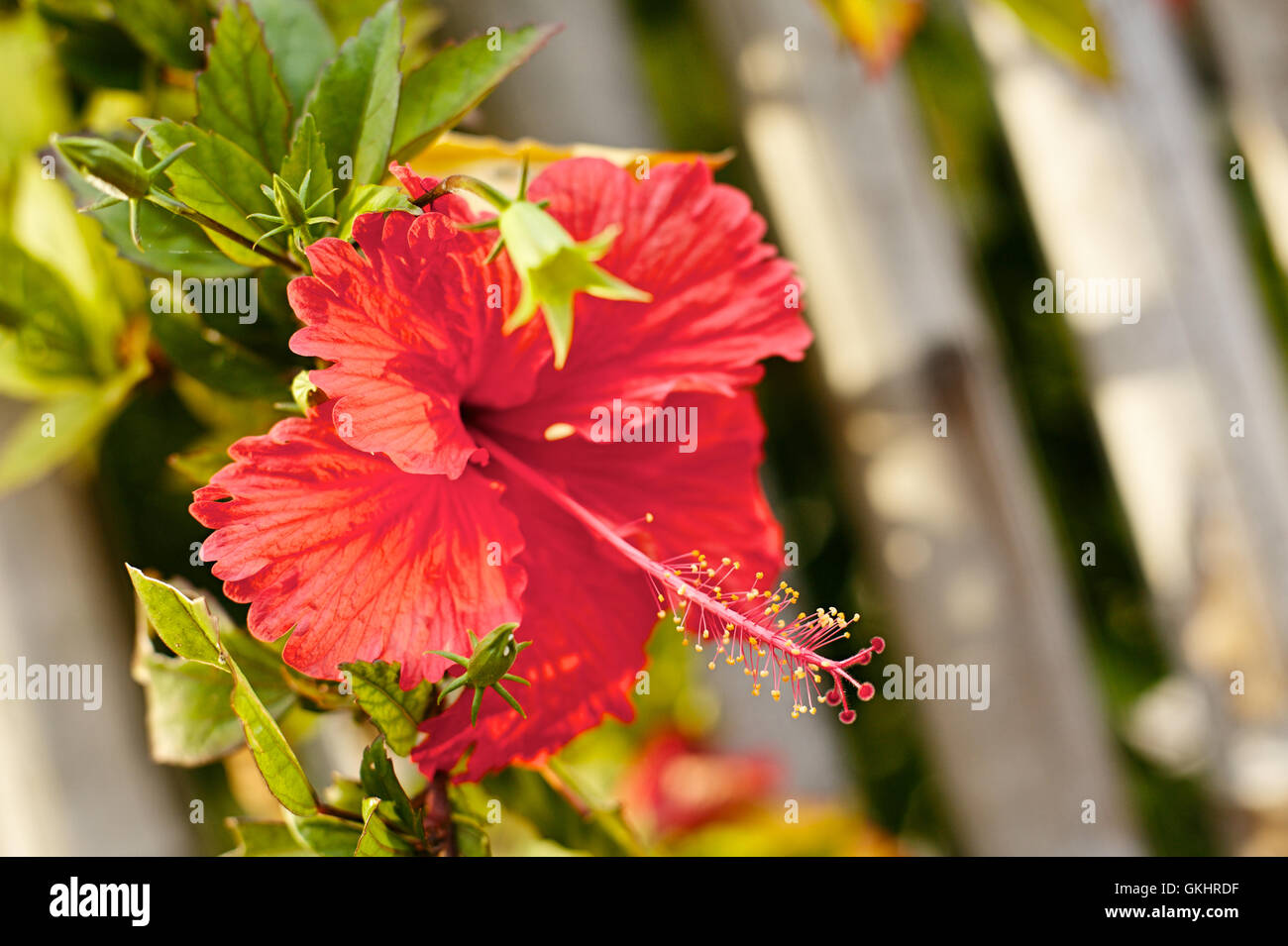 Perfect hibiscus flower hi-res stock photography and images - Alamy