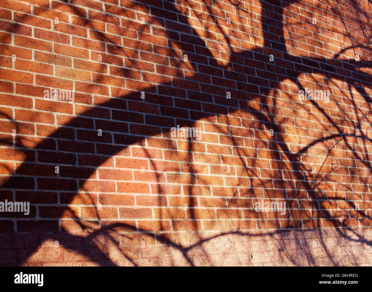 Tree shadow brick wall Stock Photo - Alamy
