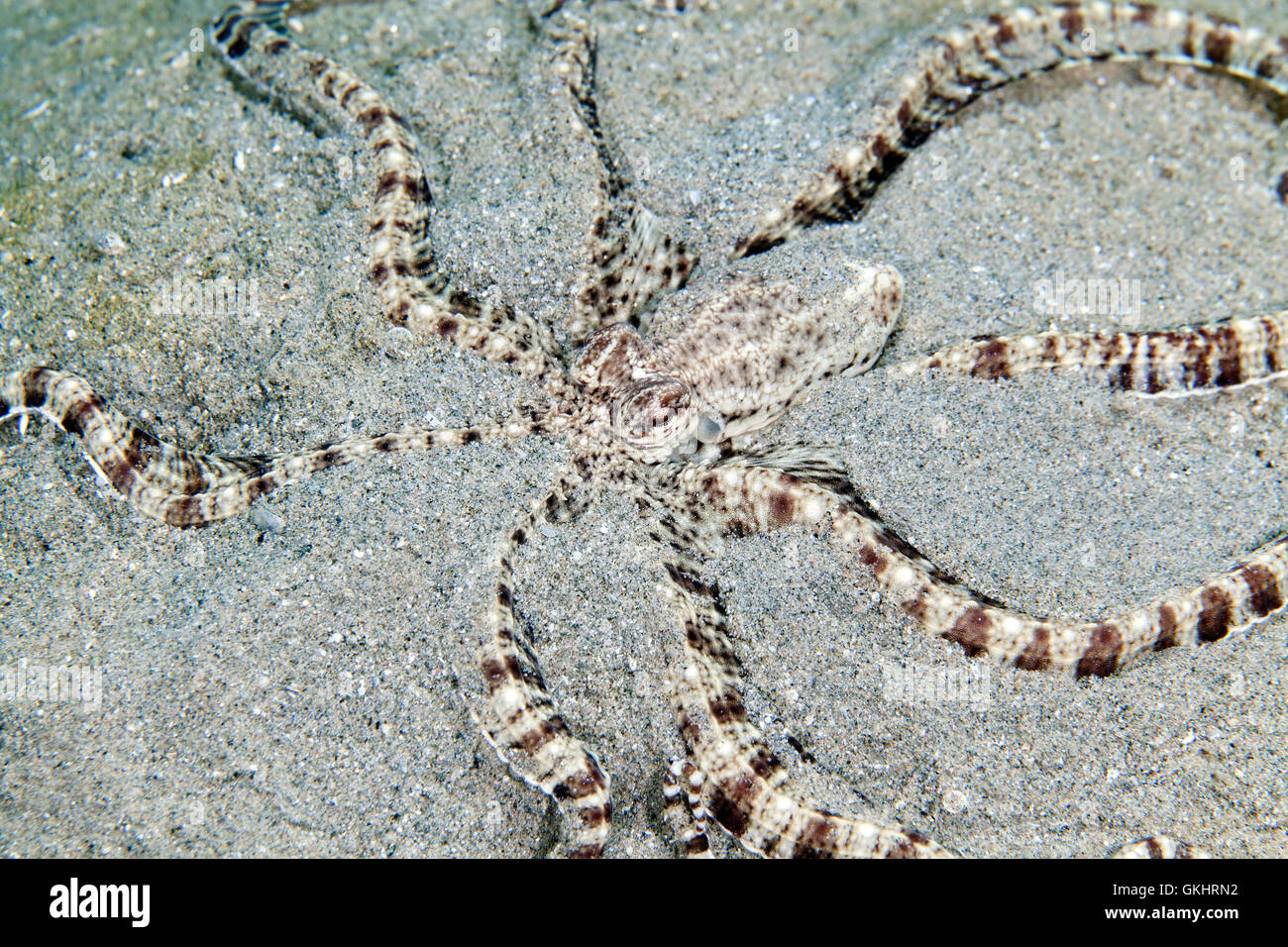 Mimic octopus fish hi-res stock photography and images - Alamy