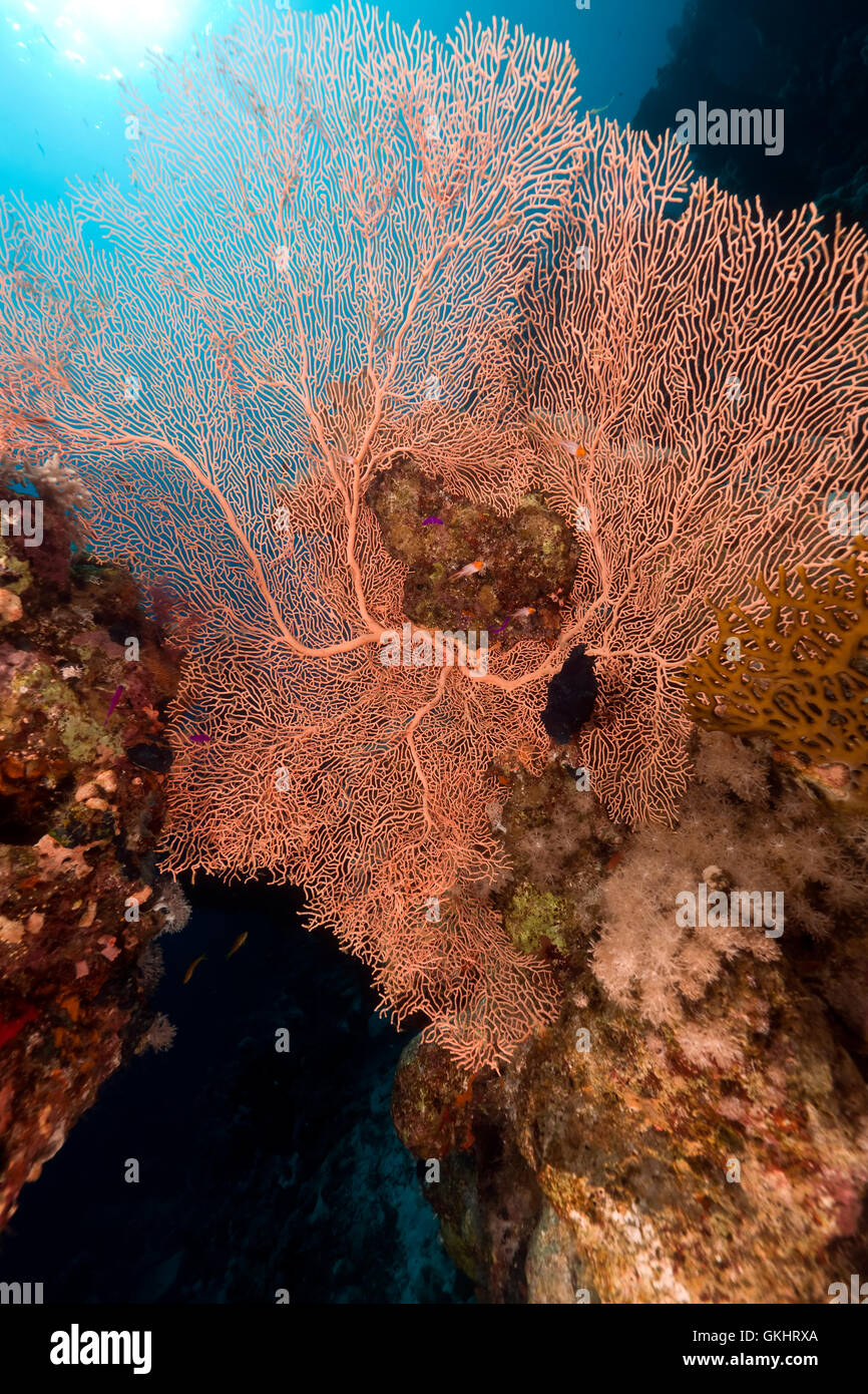 Sea fan in the Red Sea Stock Photo - Alamy